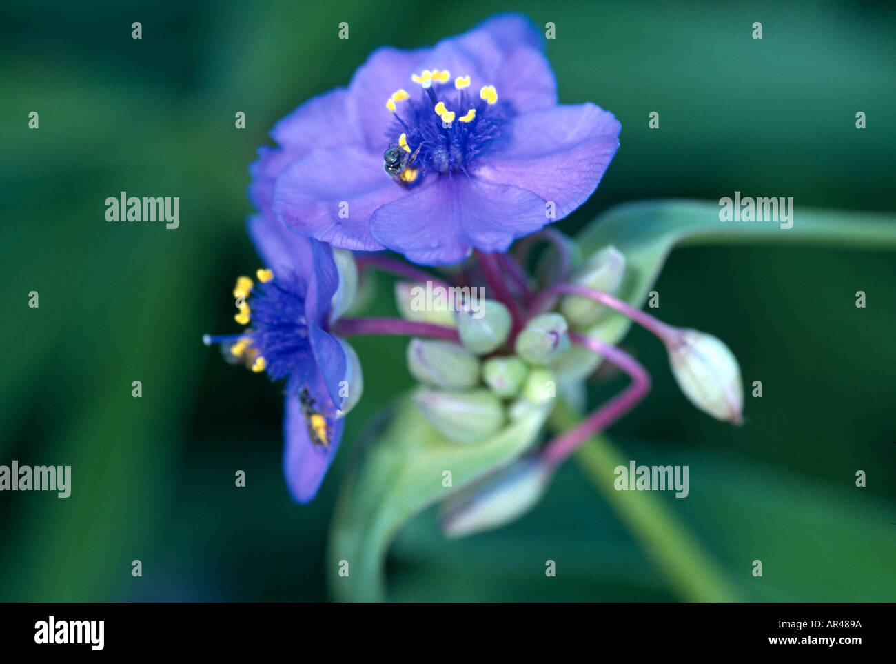 Common spiderwort Tradescantia ohiensis Wolf Road Prairie Cook County ...