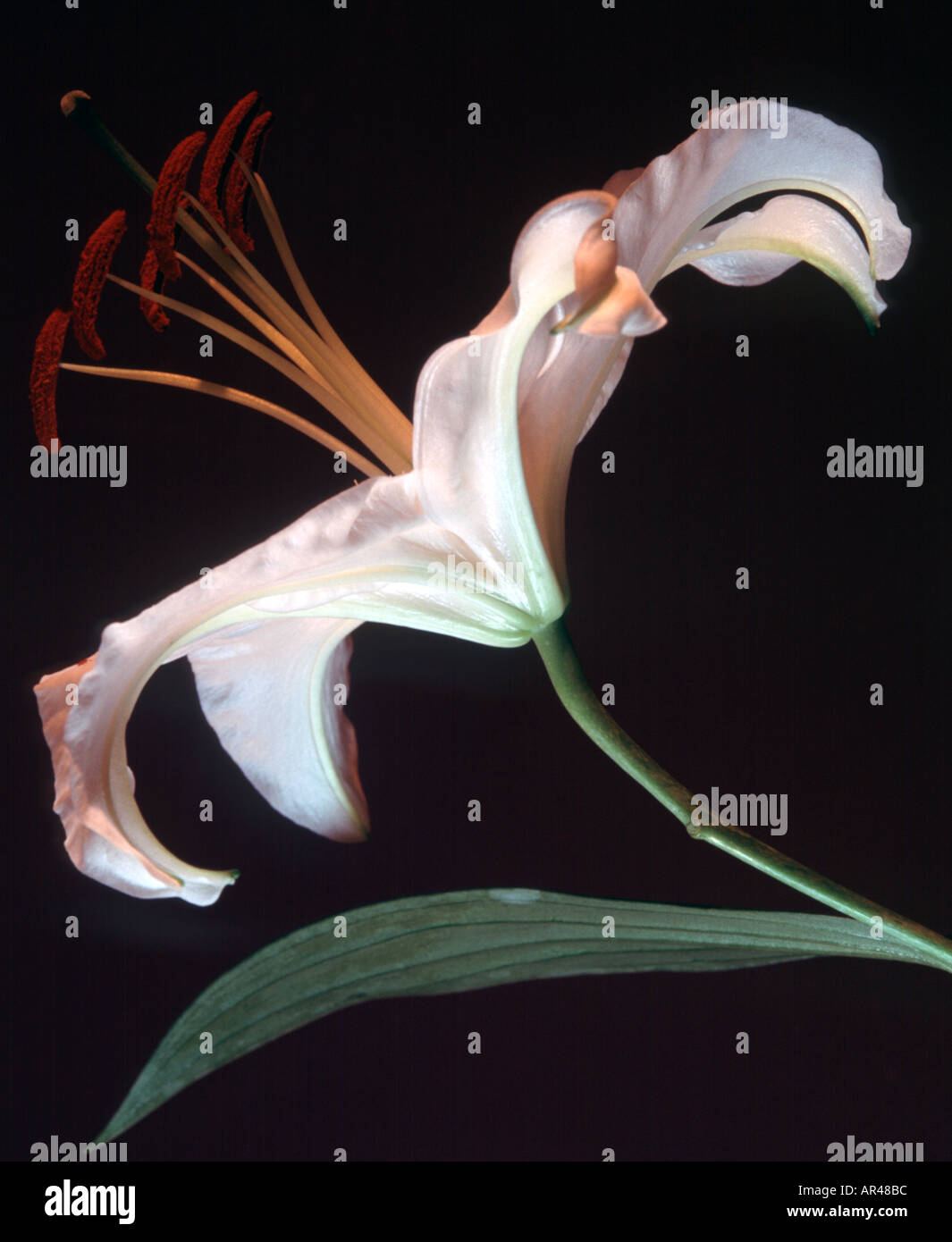 Single white lily close up against black background Stock Photo - Alamy