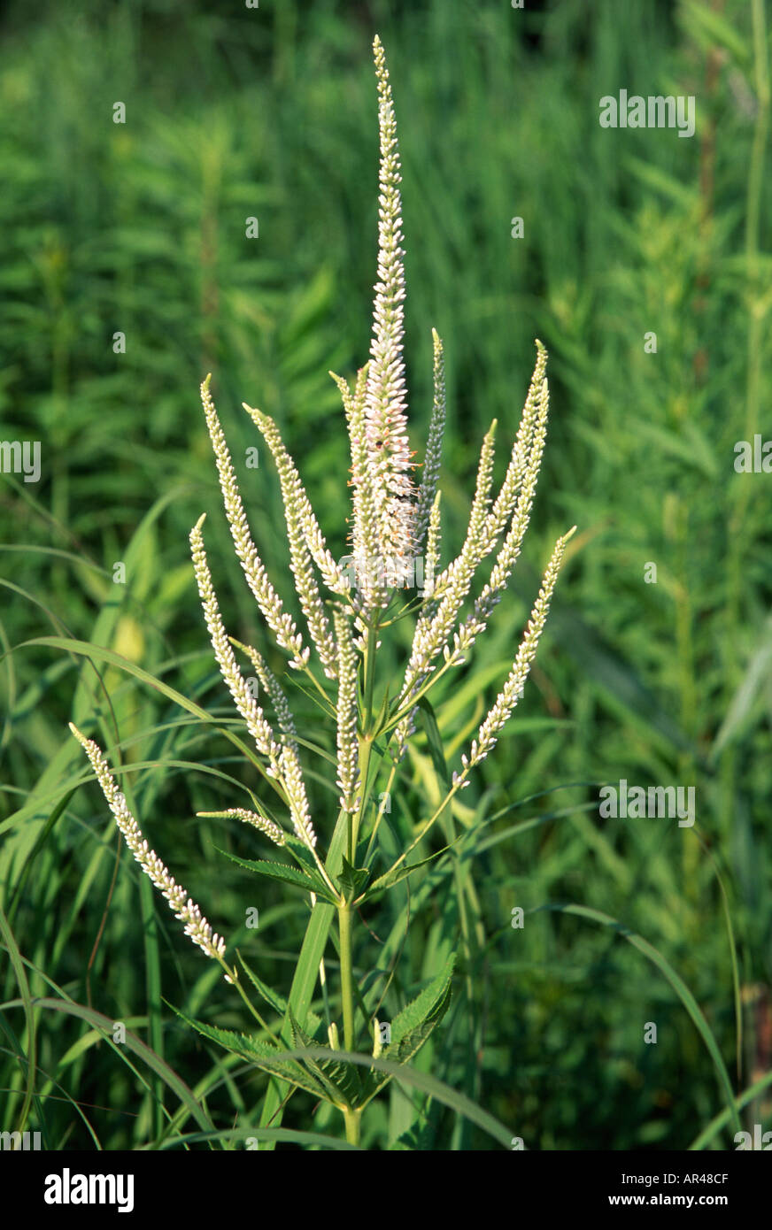 Culver root veronicastrum virginicum hi-res stock photography and ...