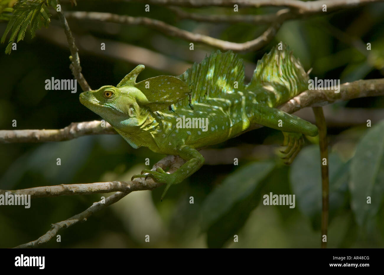 Male Basilisk lizard resting on tree branch Stock Photo - Alamy