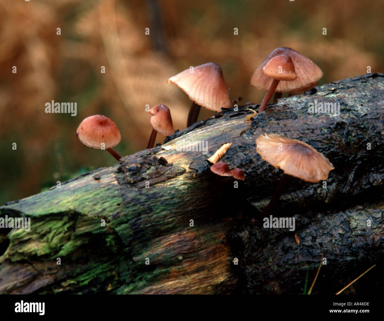 Group of small fungi growing on rotting fallen tree branch on woodland ...