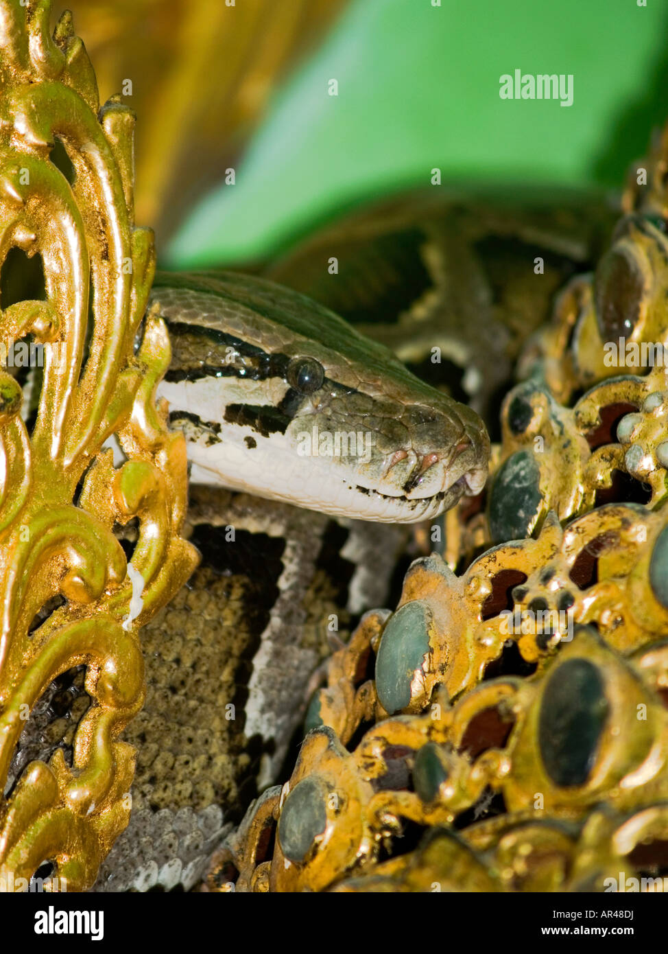 Snake paleik myanmar hi-res stock photography and images - Alamy