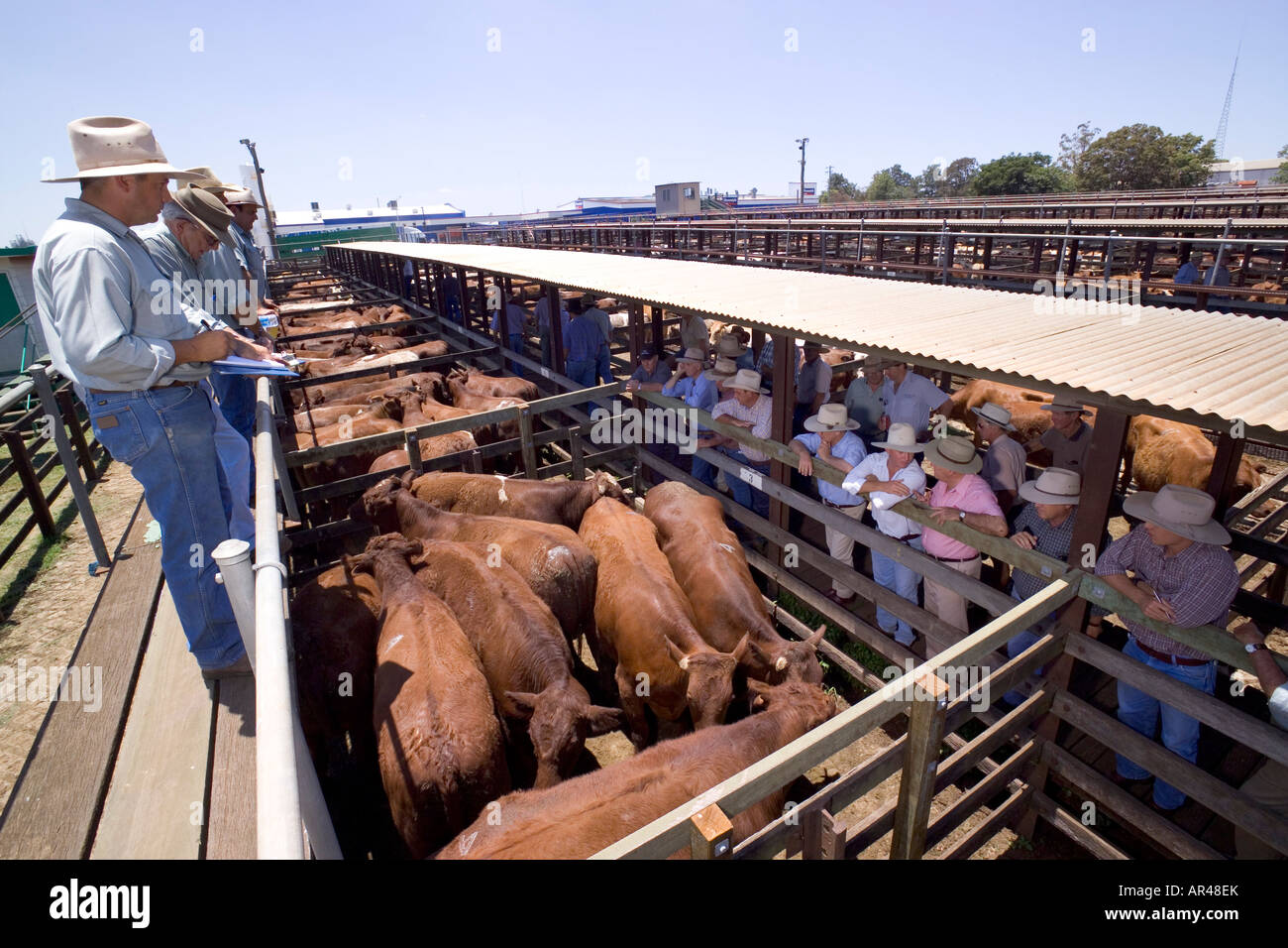 Australian cattle farmer hi-res stock photography and images - Alamy
