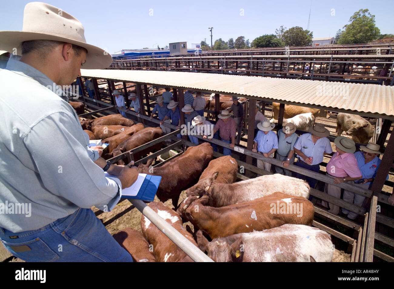 Beef farming cattle outback hi-res stock photography and images - Alamy