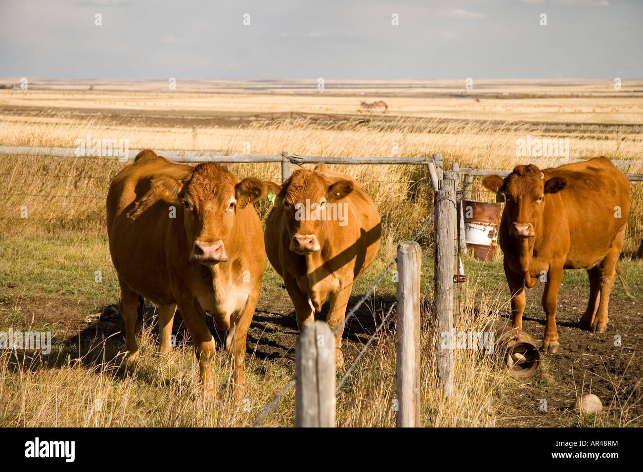 Bovine milk cows in a classic cow stare Stock Photo - Alamy