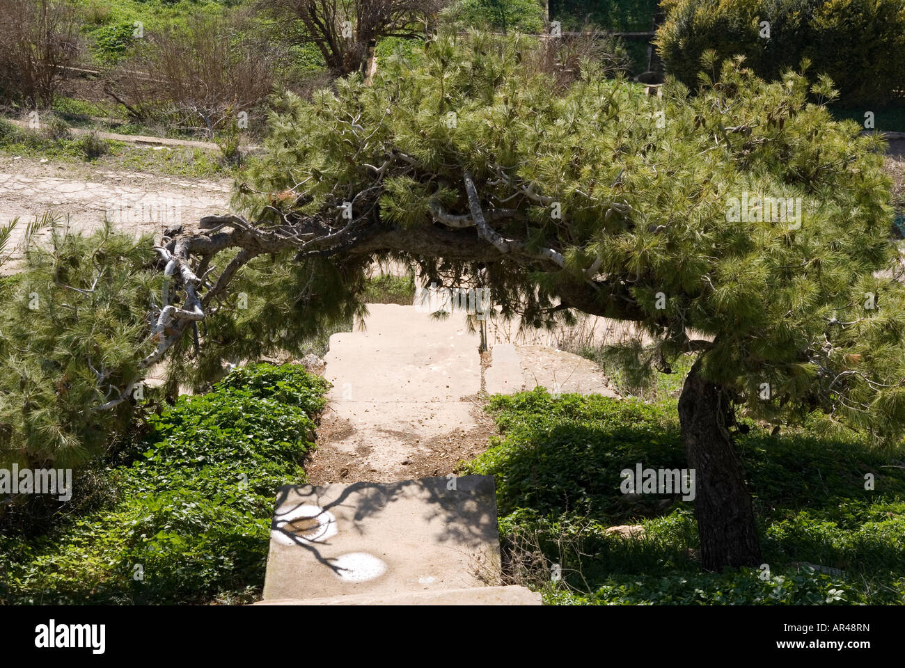 DSC04552, Carmel, Israel, Tree Stock Photo - Alamy
