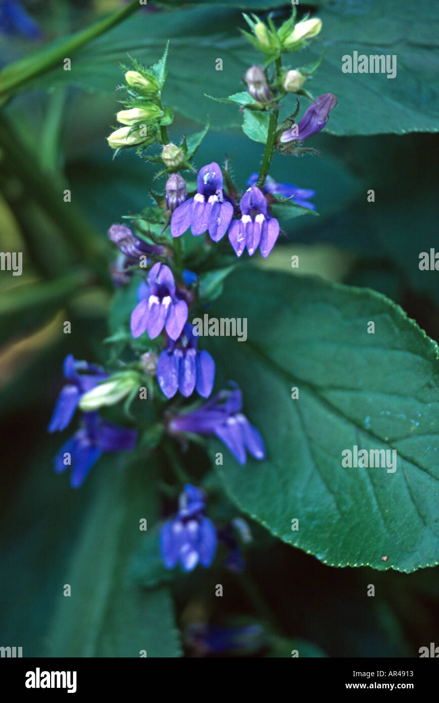 Great blue lobelia Lobelia siphilitica Native wildflower garden Cook ...