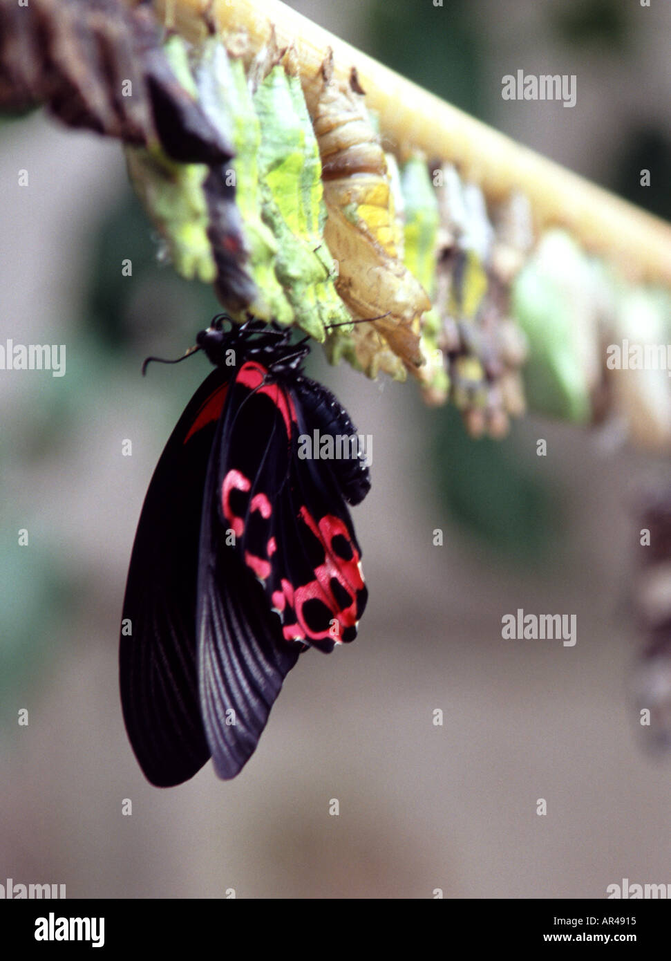 Newly hatched large black and red tropical exotic butterfly still ...