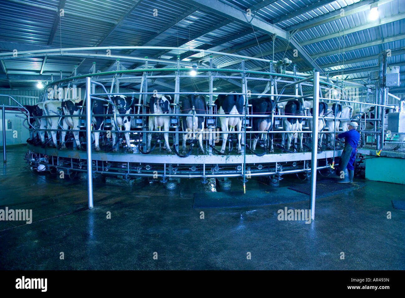 Cow milking carousel hi-res stock photography and images - Alamy