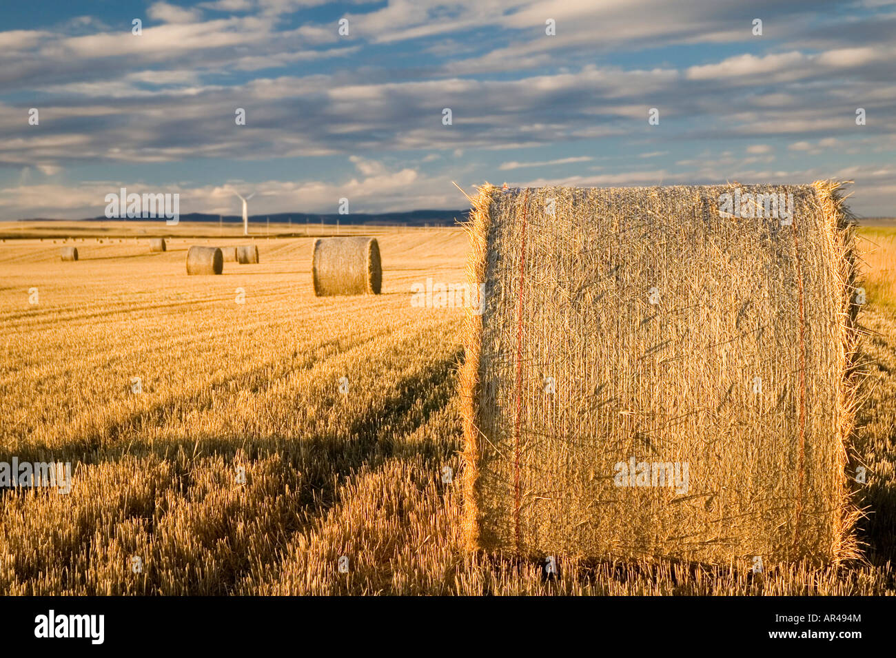 Bail hay straw agriculture hi-res stock photography and images - Alamy