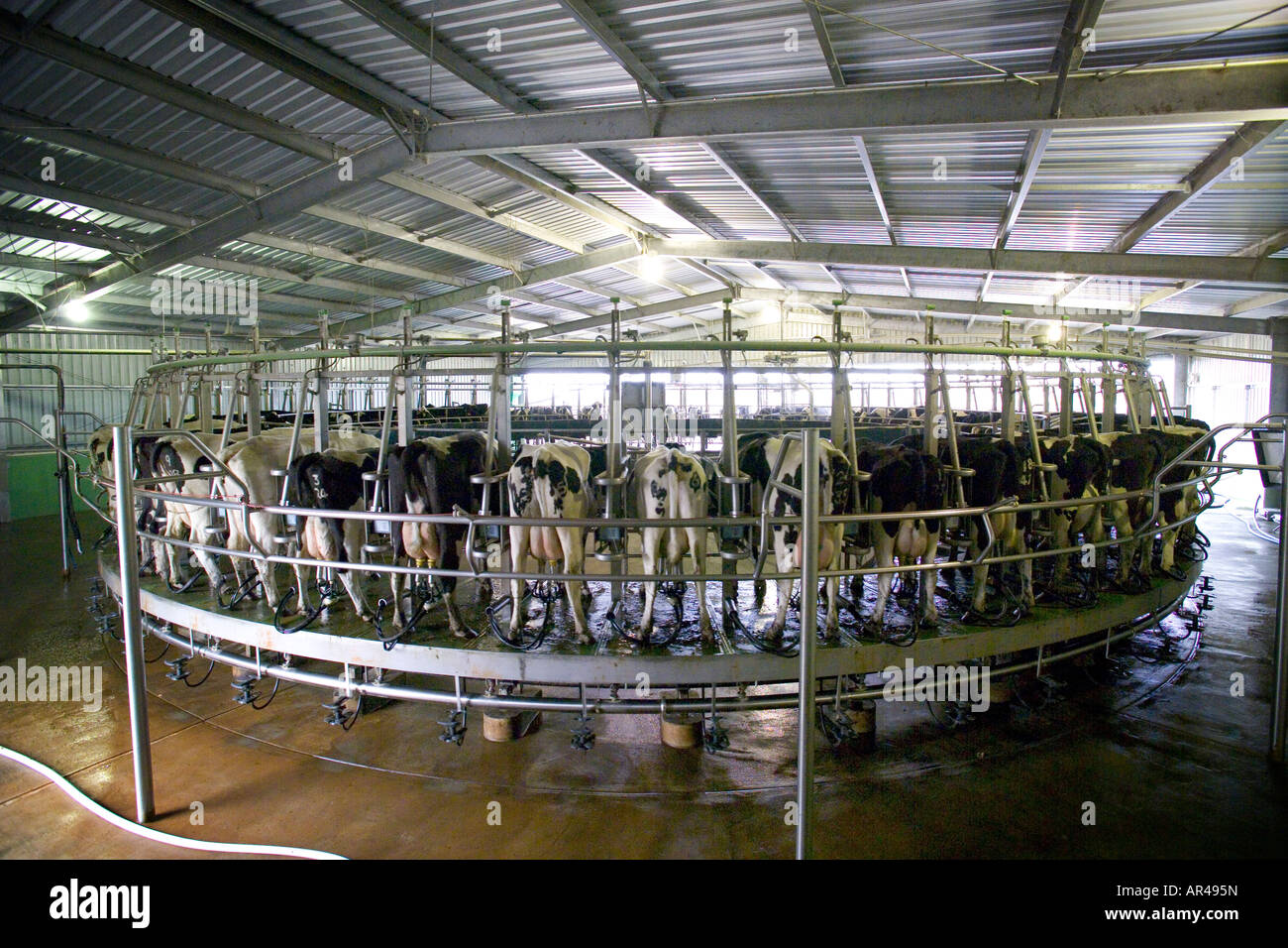 Cows getting milked Stock Photo - Alamy