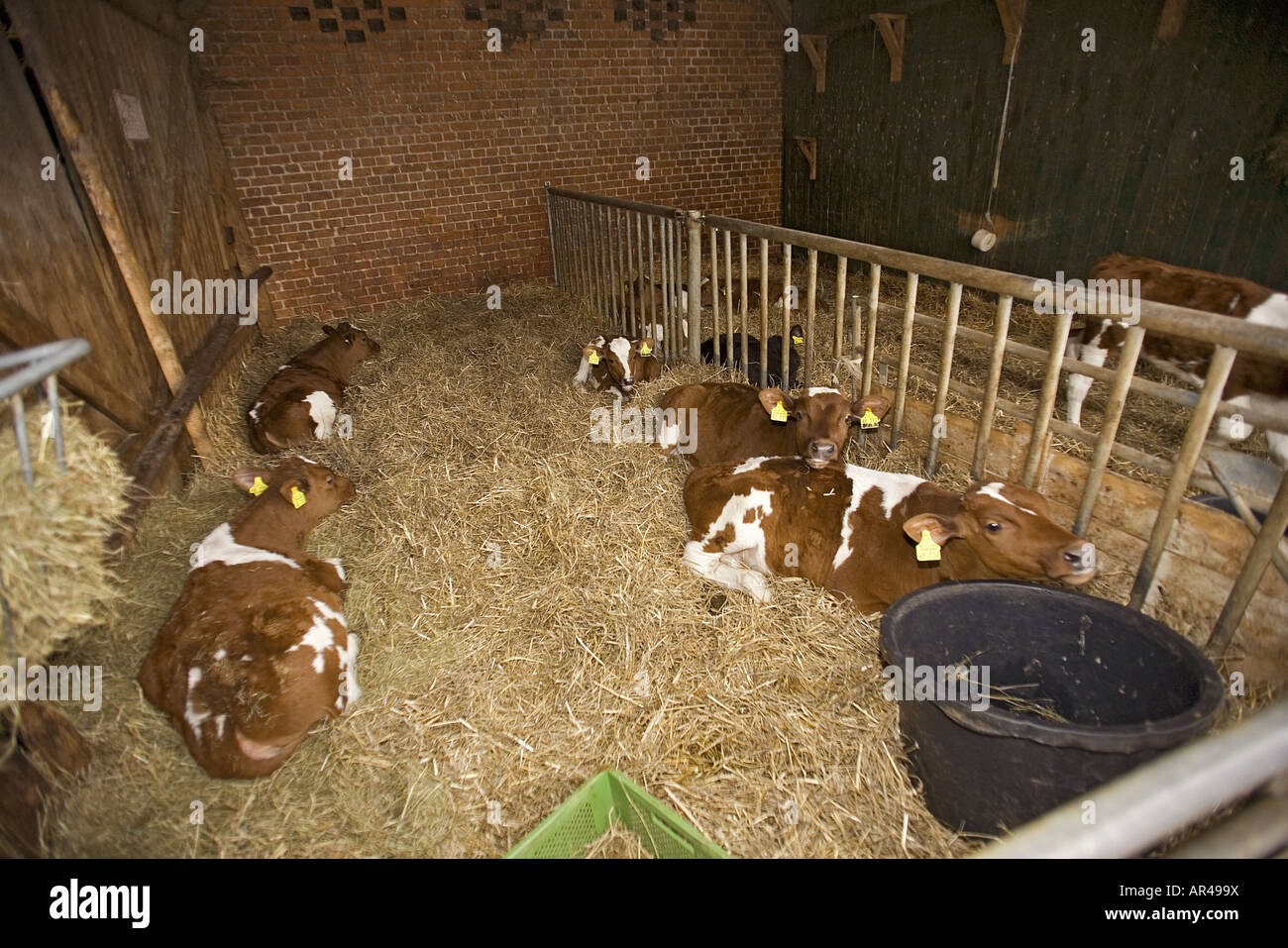 cattles in stable Stock Photo - Alamy