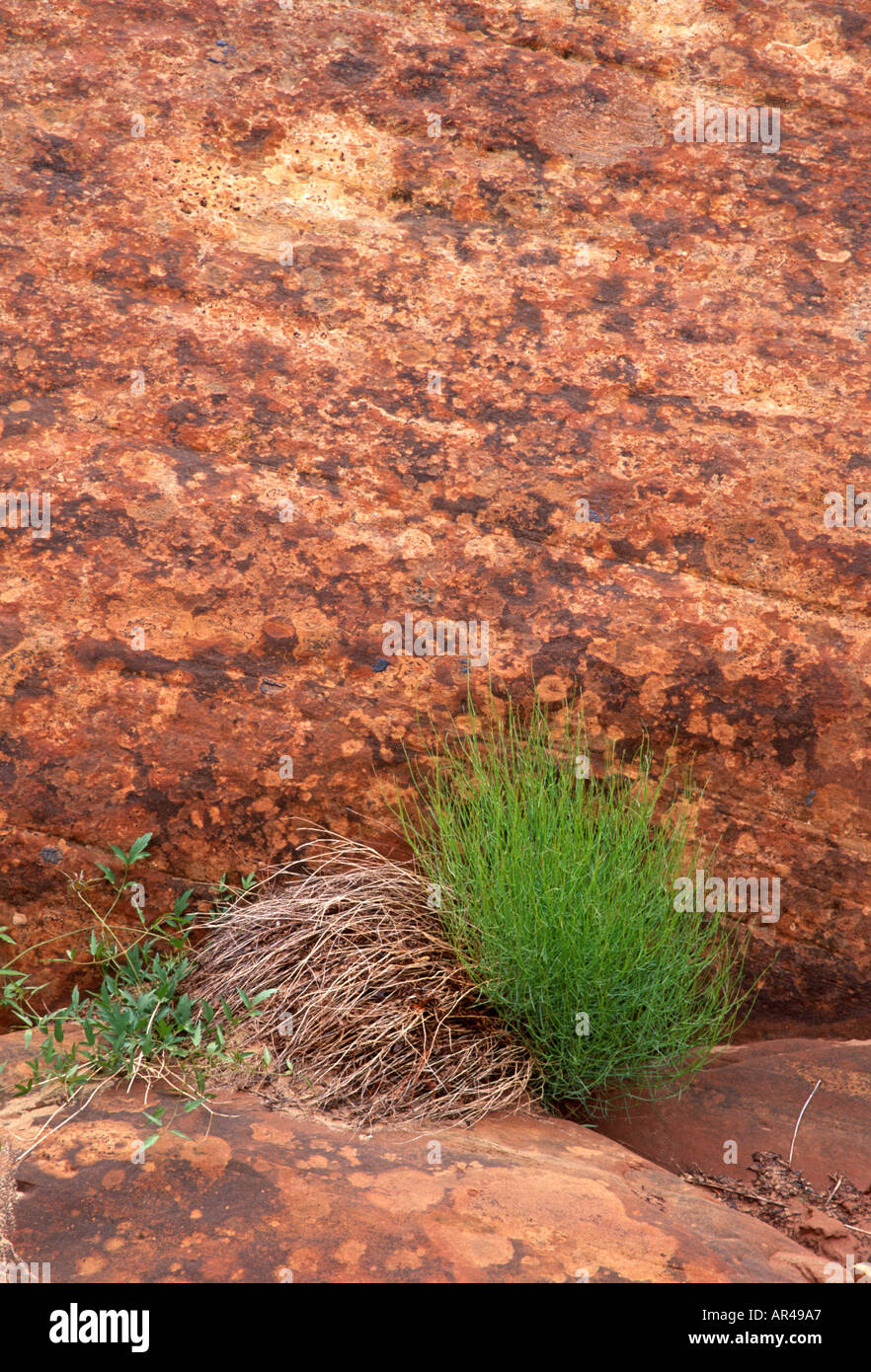 Mormon tea Ephedra viridis Sandstone canyon wall Capitol Reef National ...