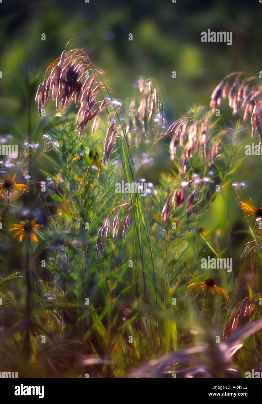 Brome usa hi-res stock photography and images - Alamy