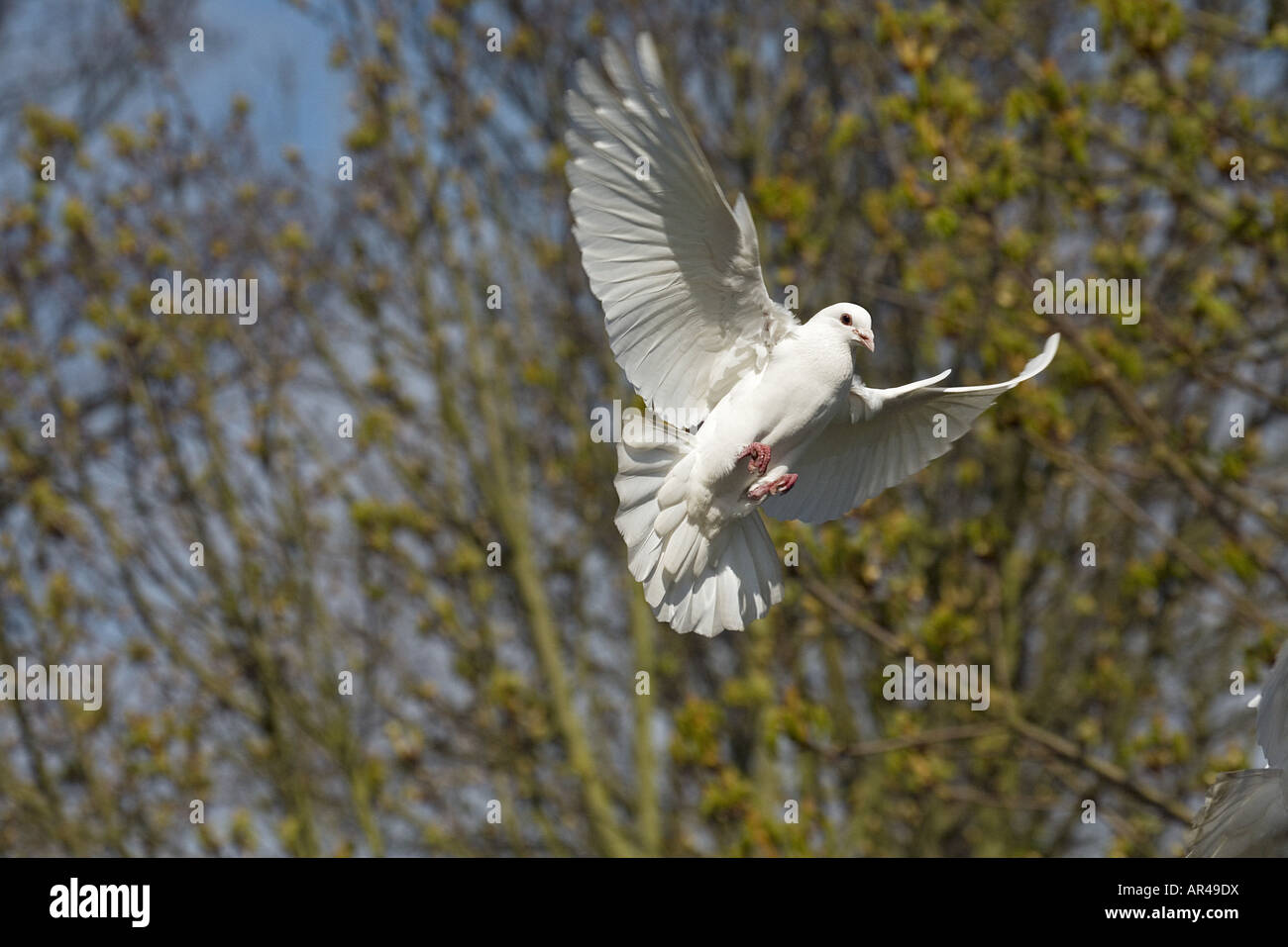 Domestic Pigeon (Columba livia domestica). White dove in flight Stock ...