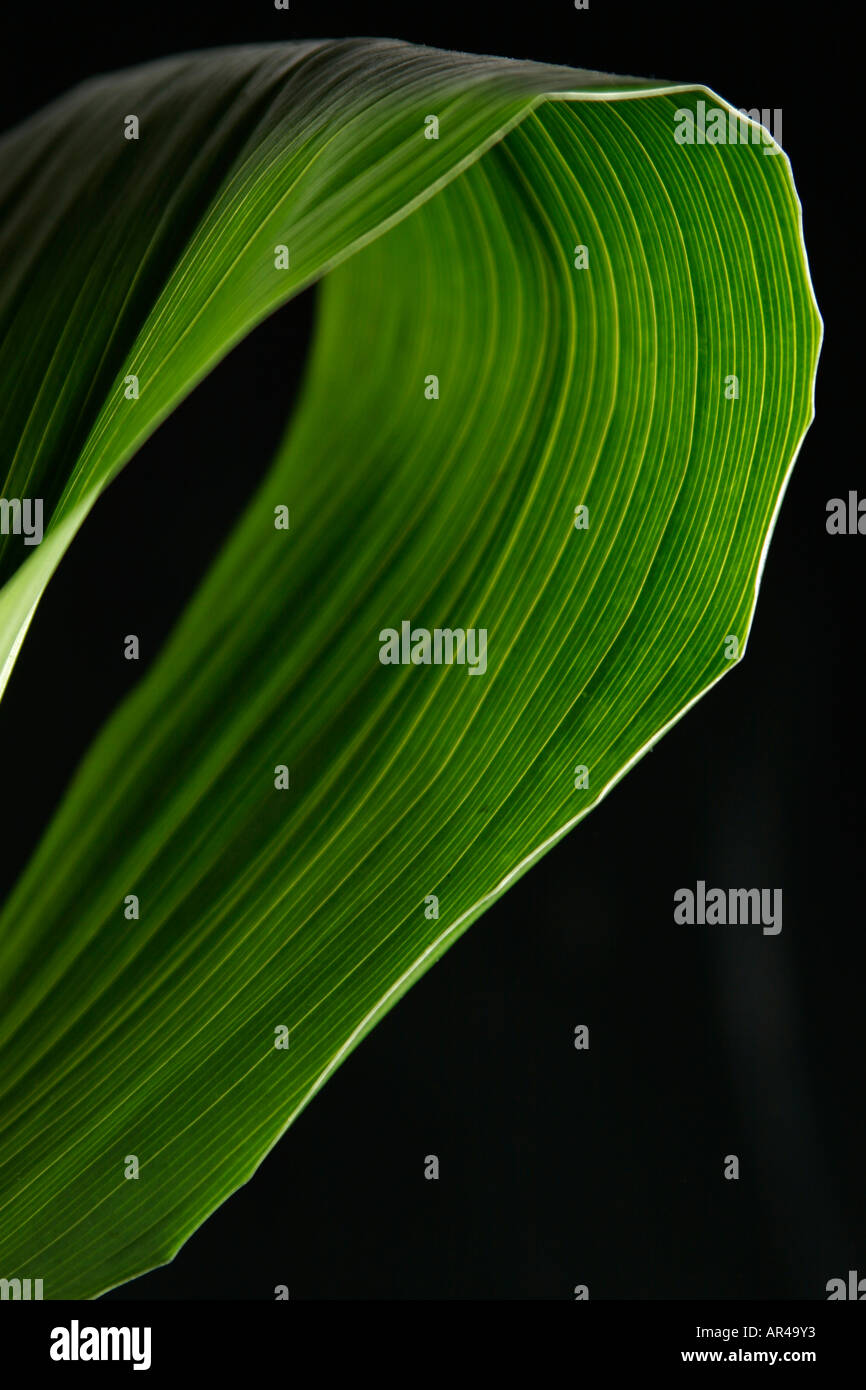 Curved Leaf High Resolution Stock Photography and Images - Alamy