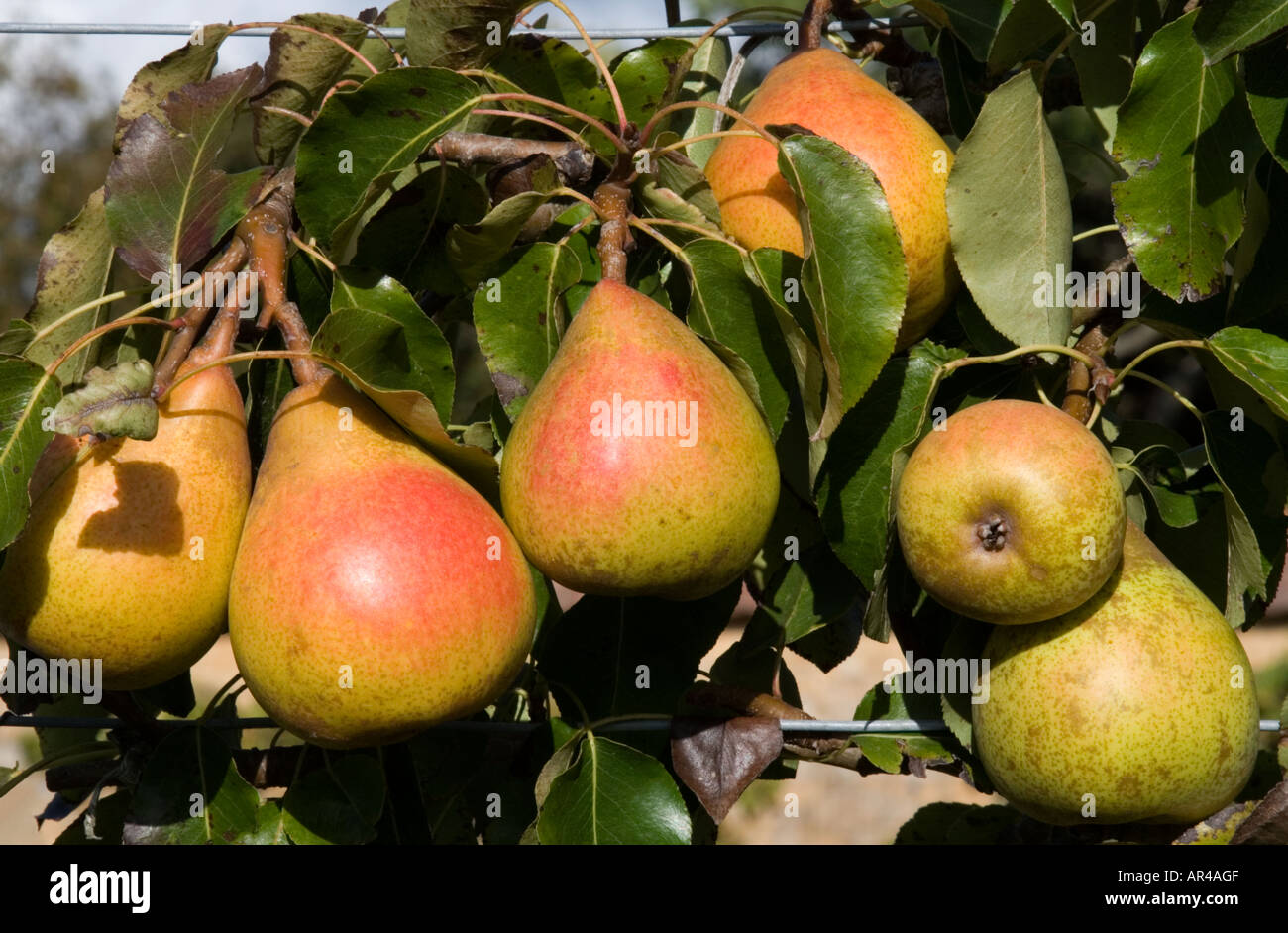 Pear variety Onward Stock Photo - Alamy