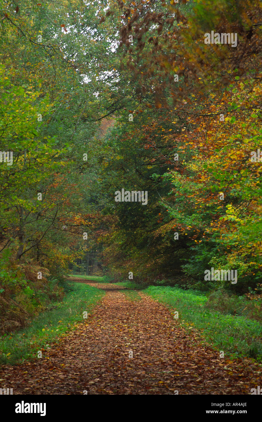 Woodland path in the Wye Valley near Tinterne, Gwent Stock Photo - Alamy