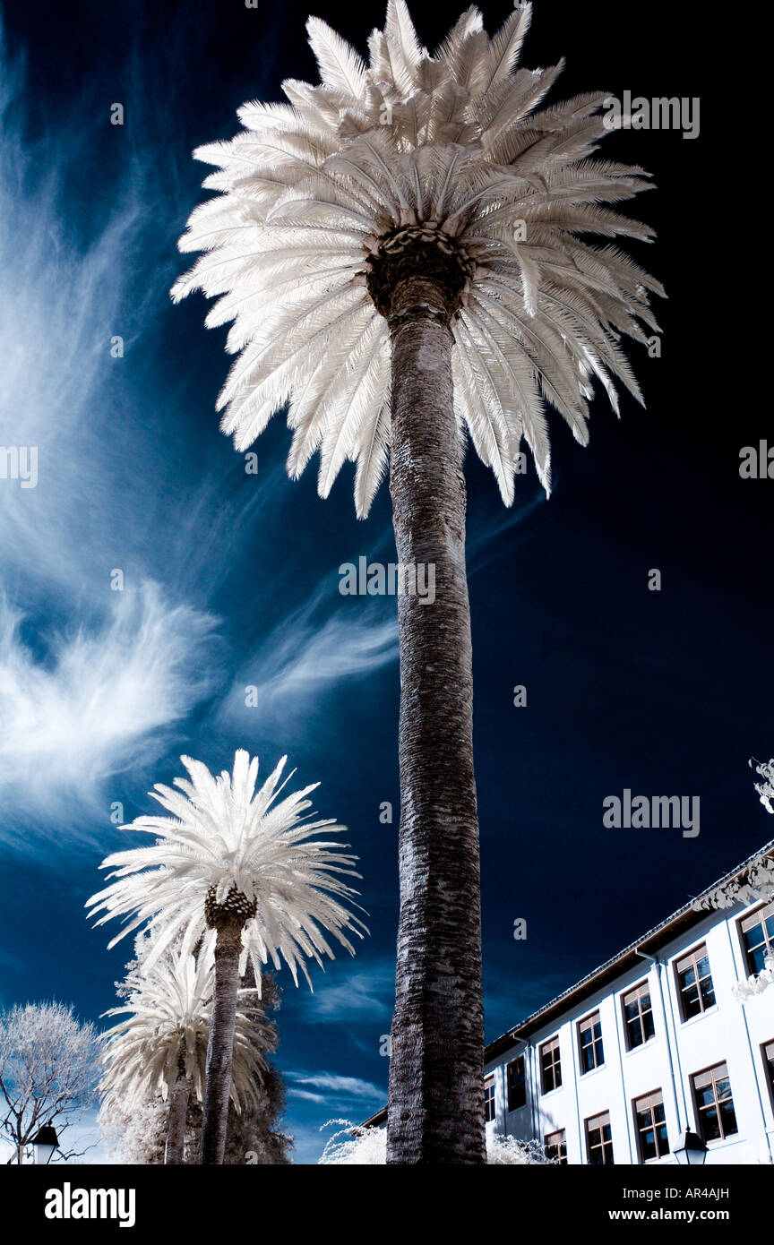 Palm Trees at Santa Clara University Stock Photo - Alamy