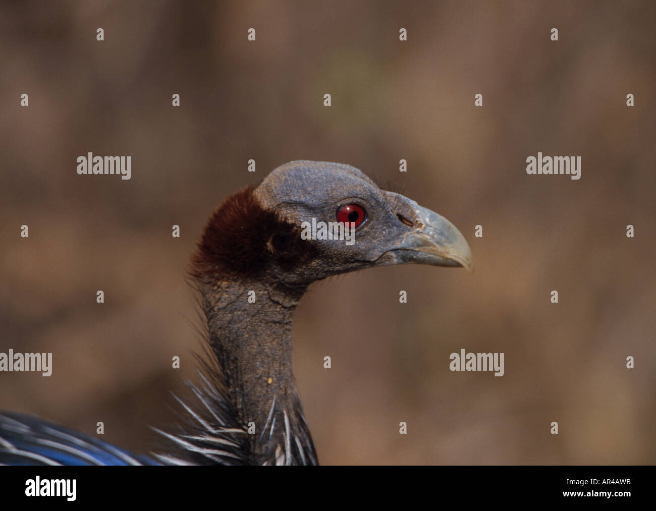 Vulturine Guinea Fowl Acryllium vulturinum Samburu Kenya Stock Photo ...