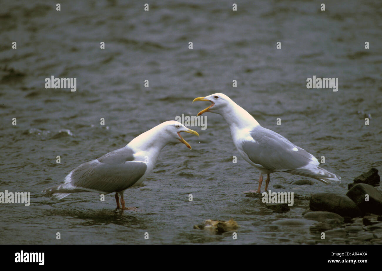 Glaucous winged Gulls Larus glaucescens Calling Stock Photo - Alamy