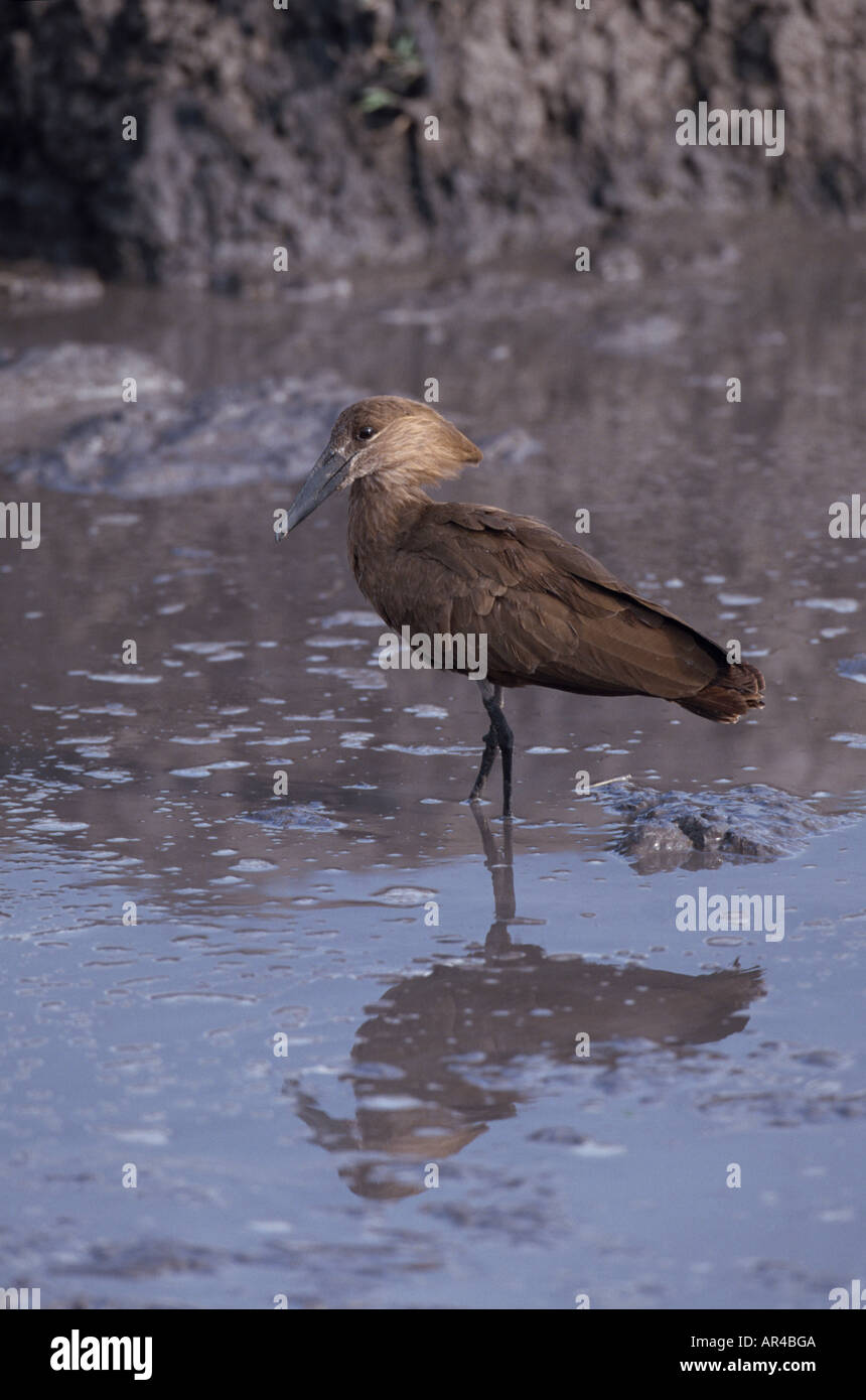 Hammerkop Scopus umbretta Kenya Stock Photo - Alamy