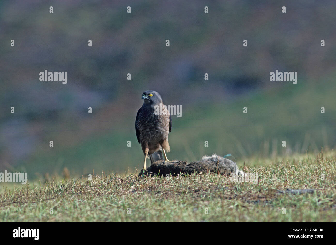 Australian Goshawk Accipiter fasciatus With dead rabbit Stock Photo - Alamy