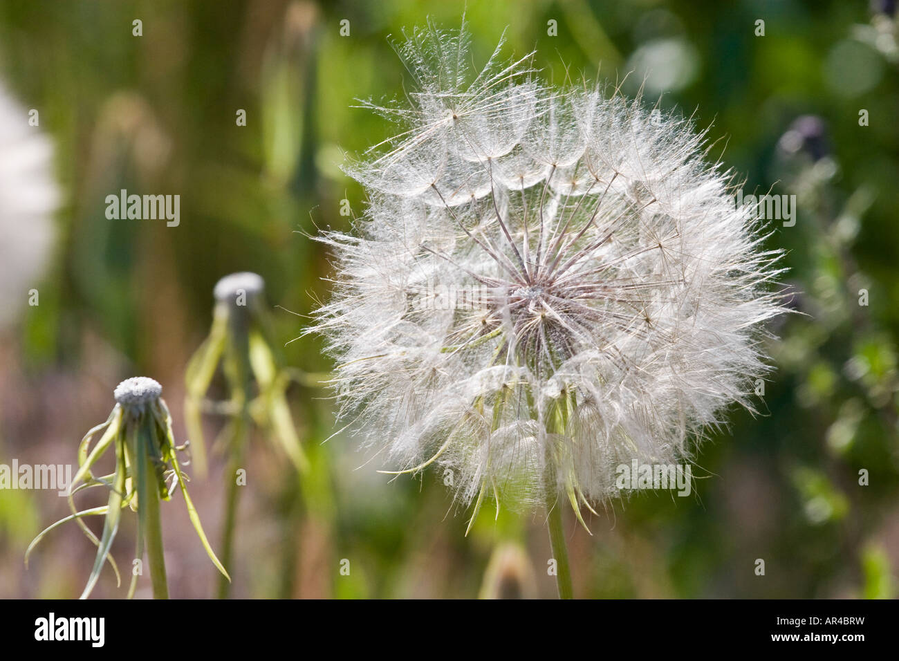 Dandelion clock hi-res stock photography and images - Alamy