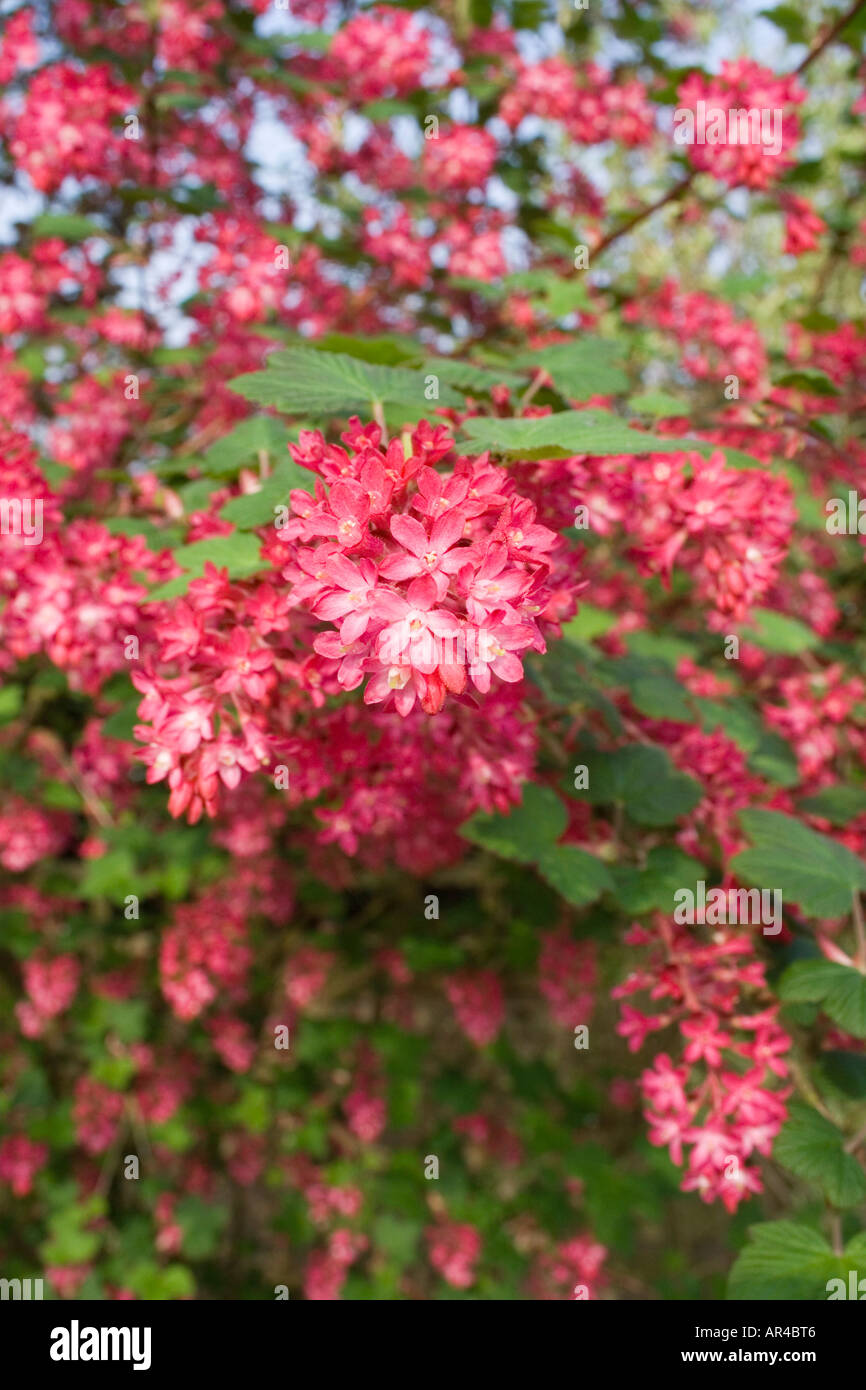 Ribes Sanguinium. Bush. Ornamental currant. Pink and red flowers ...