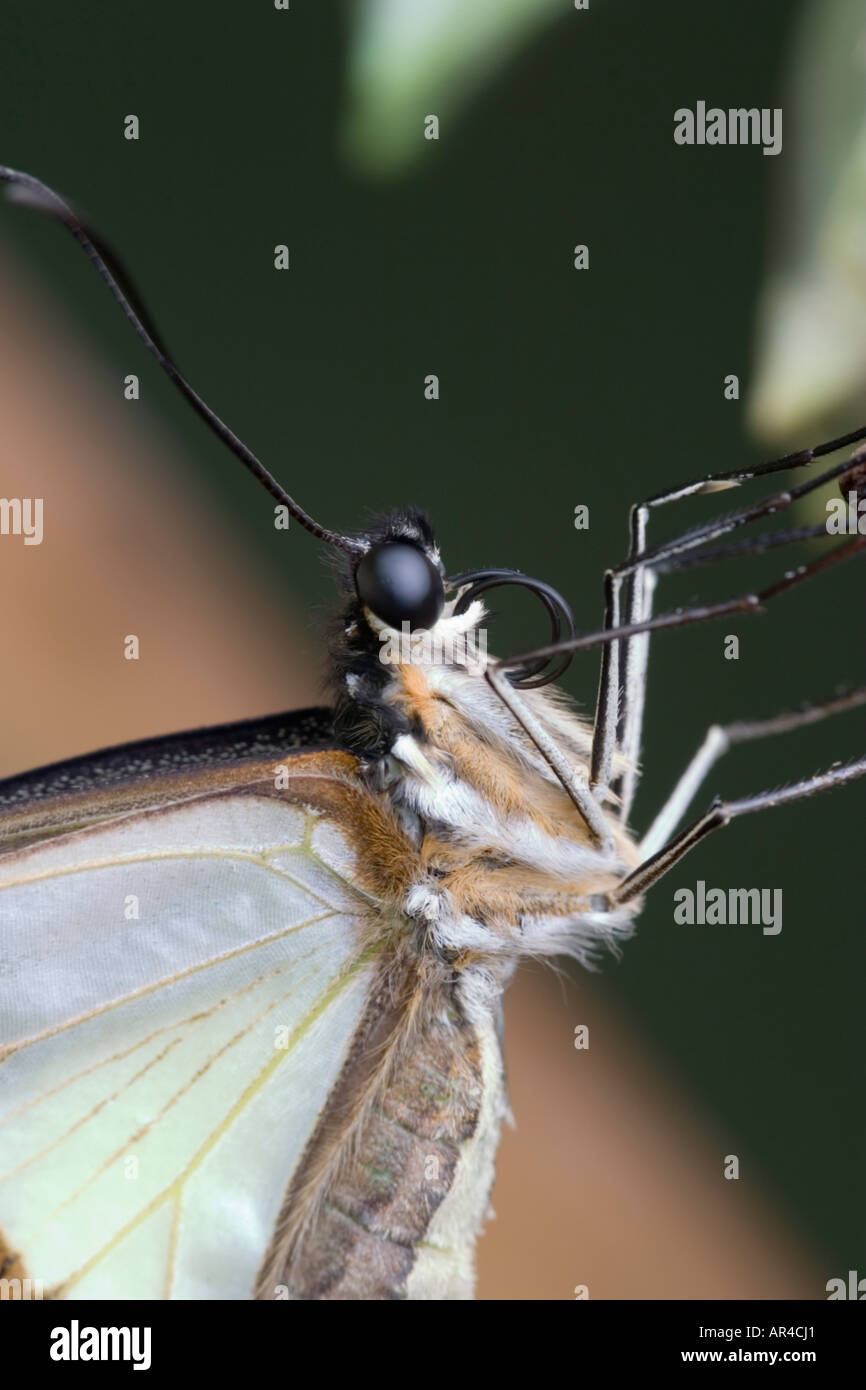 Butterfly Insect Face