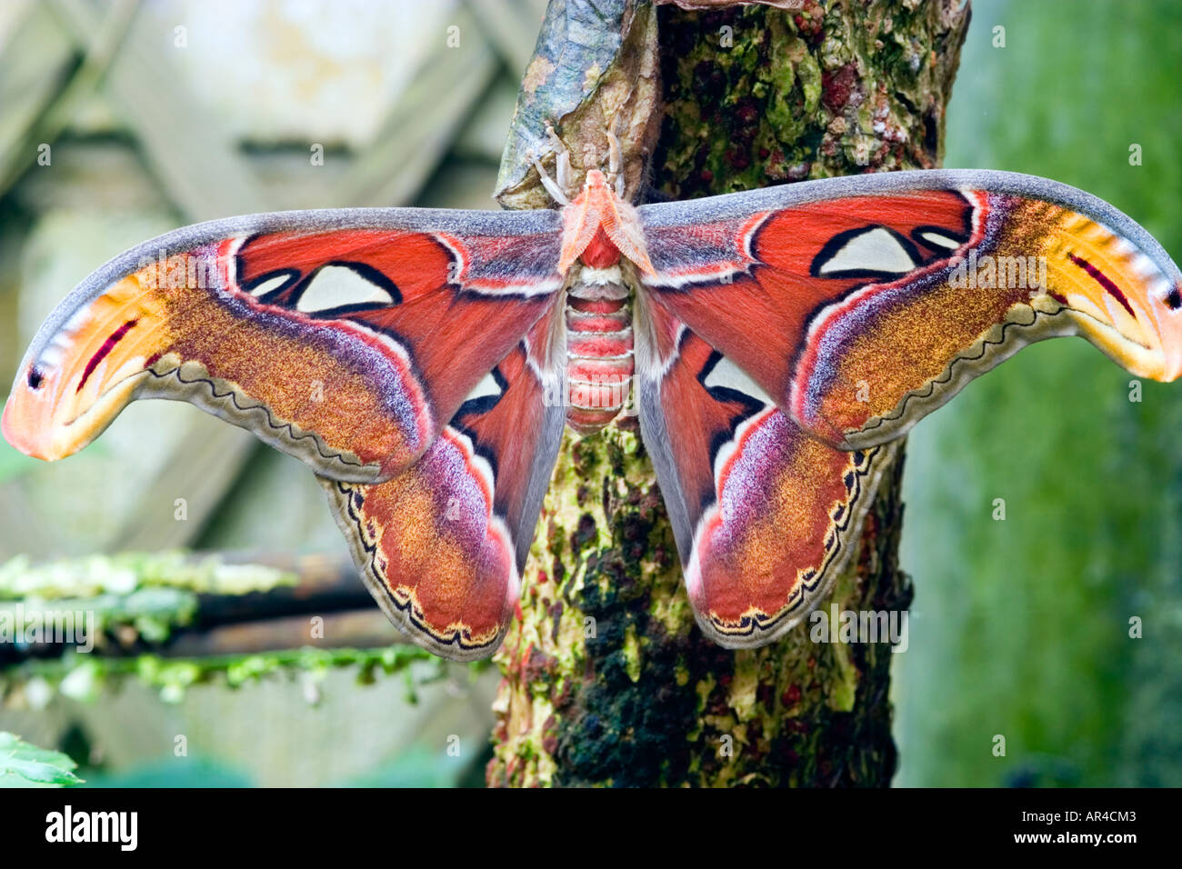 A close up of the Giant Atlas Moth attacus atlas Stock Photo - Alamy