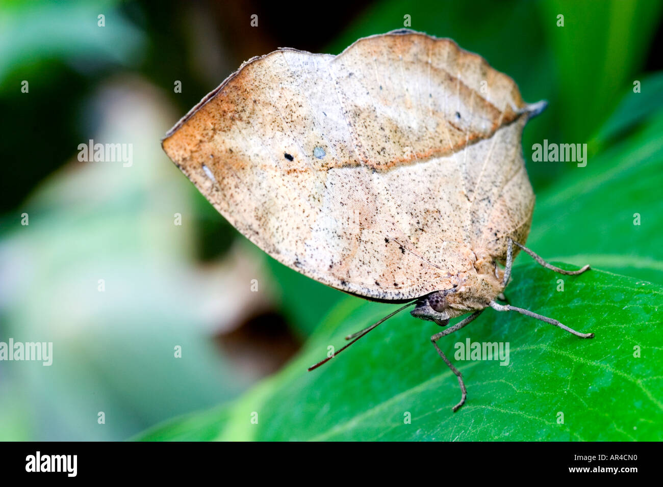 A close up of the head of a butterfly face on showing the eyes and ...