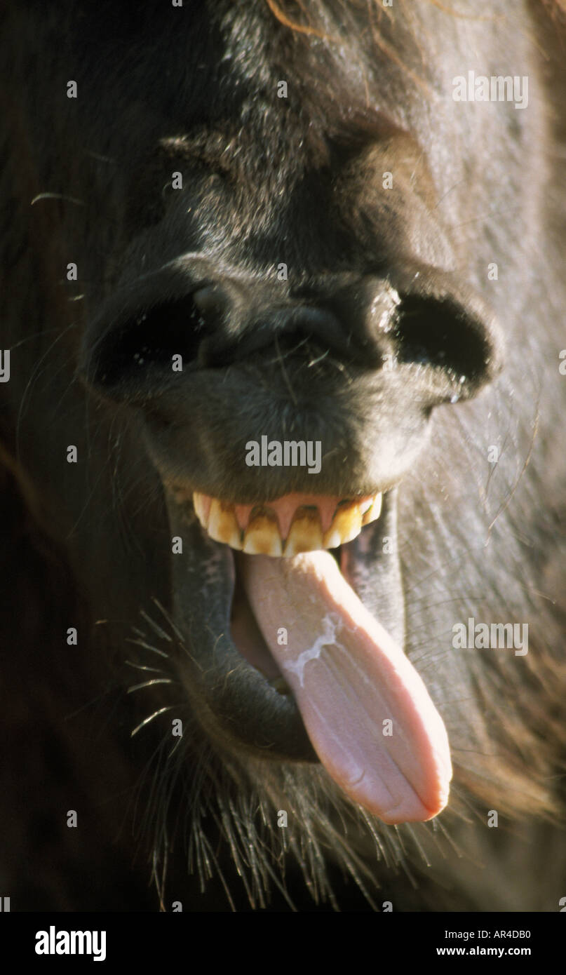 A Black pony yawning with his tongue out of his mouth Stock Photo - Alamy