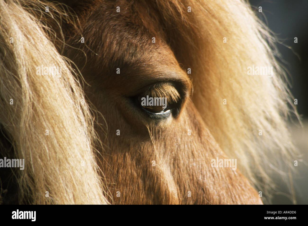Pony s eye mane and forelock Stock Photo - Alamy