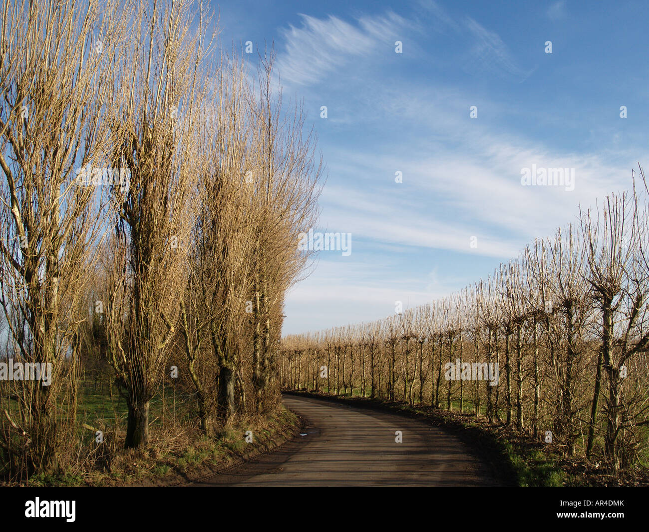 tree coppice pruned roadside protection hedge Stock Photo - Alamy