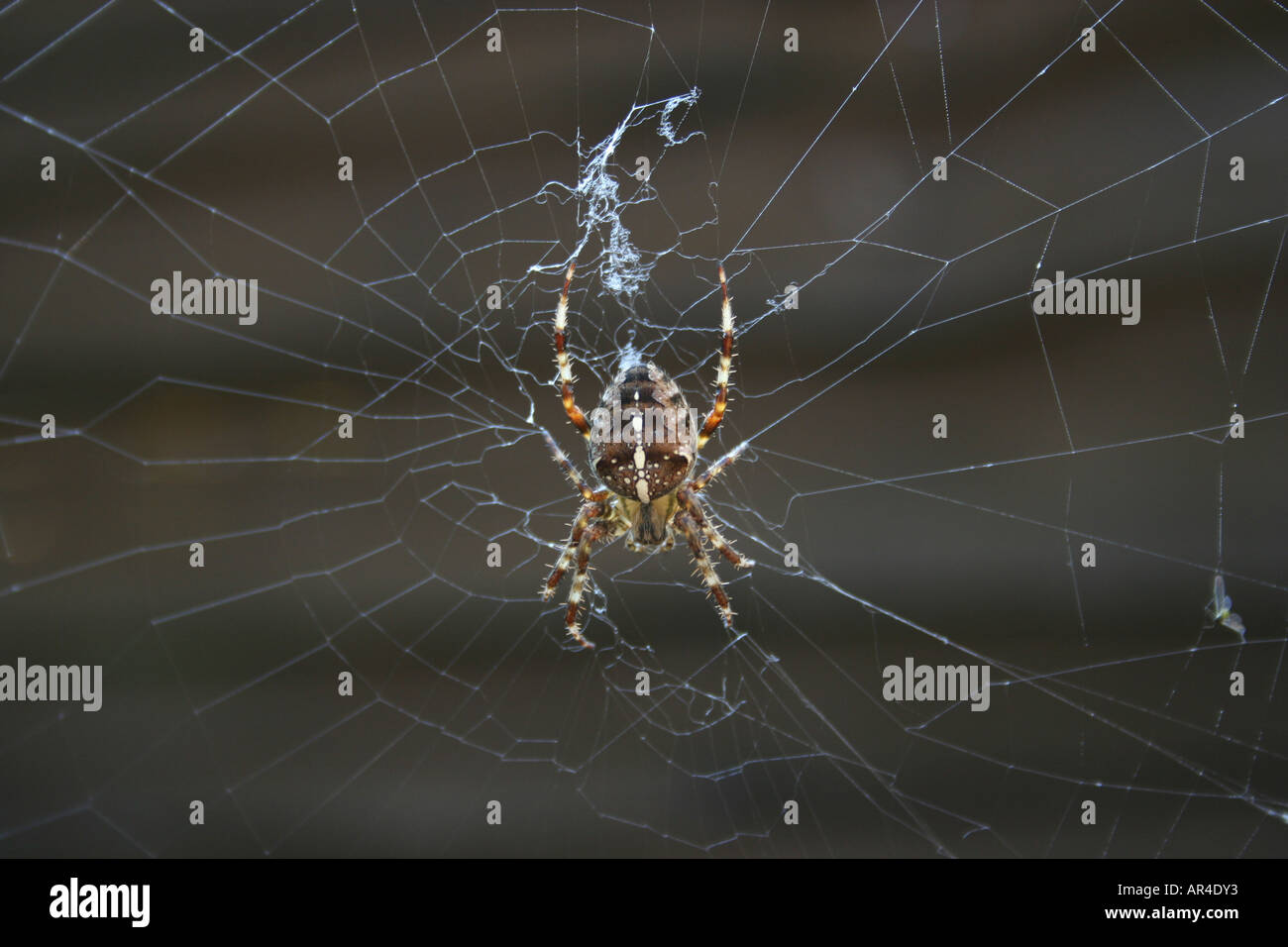 Uk spider spider british isles hi-res stock photography and images - Alamy