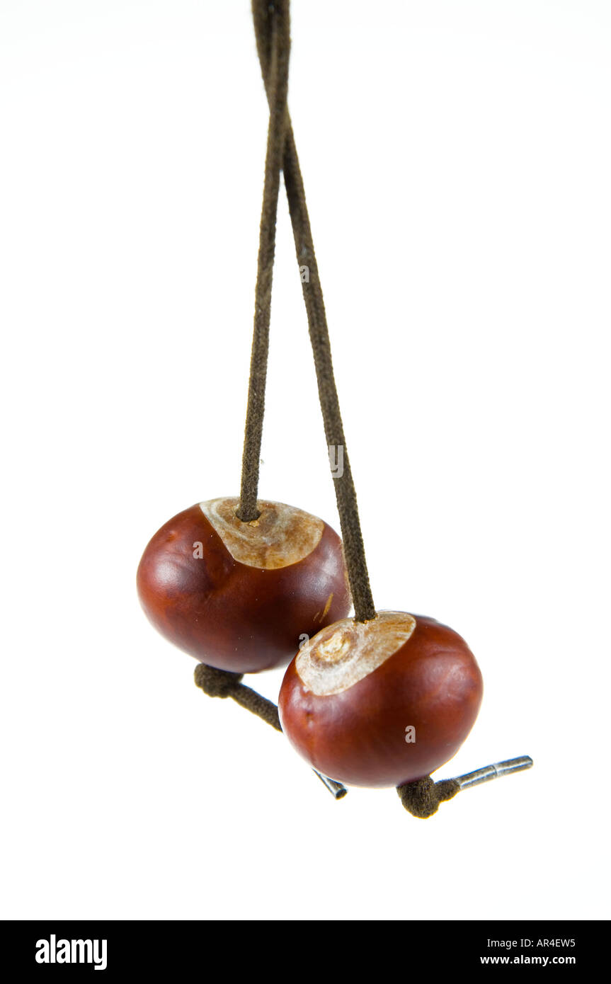 white background shot of two chestnuts being used to play conkers Stock ...