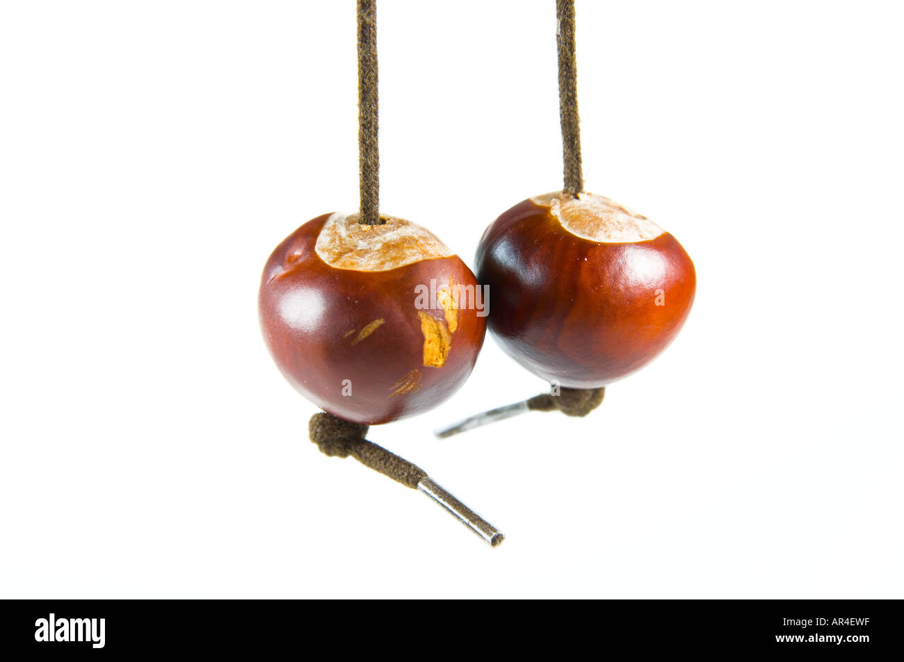 white background shot of two chestnuts being used to play conkers Stock ...