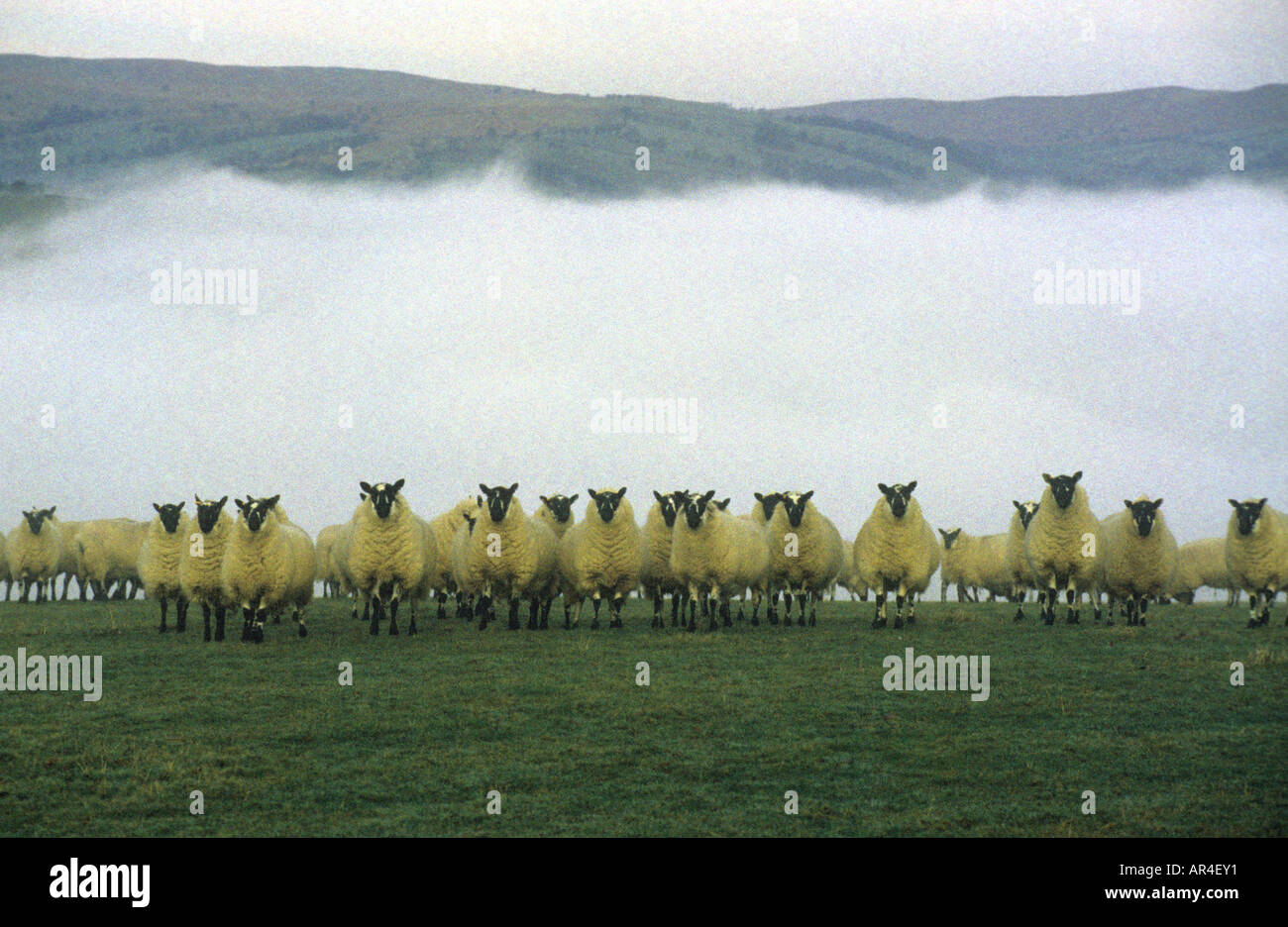 Wales Hills Farming Beulah speckled sheep All Wool Mist Powys Green ...