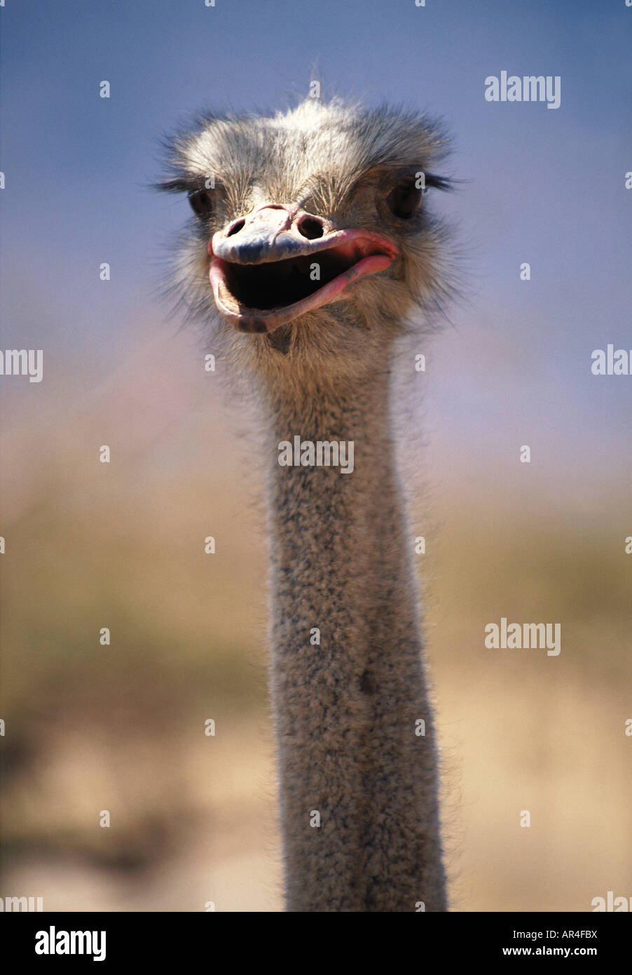 Ostrich anatomy hi-res stock photography and images - Alamy