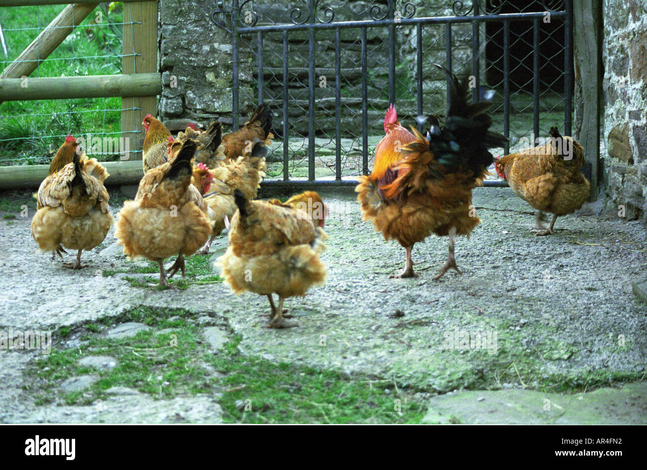 Gate Wall Farming Hens Brown Farm yard Cockerel Stock Photo - Alamy