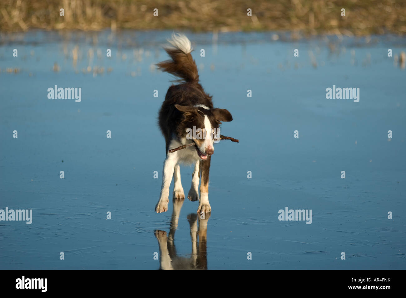 Brown border collie dog walking on ice frozen pond Stock Photo - Alamy
