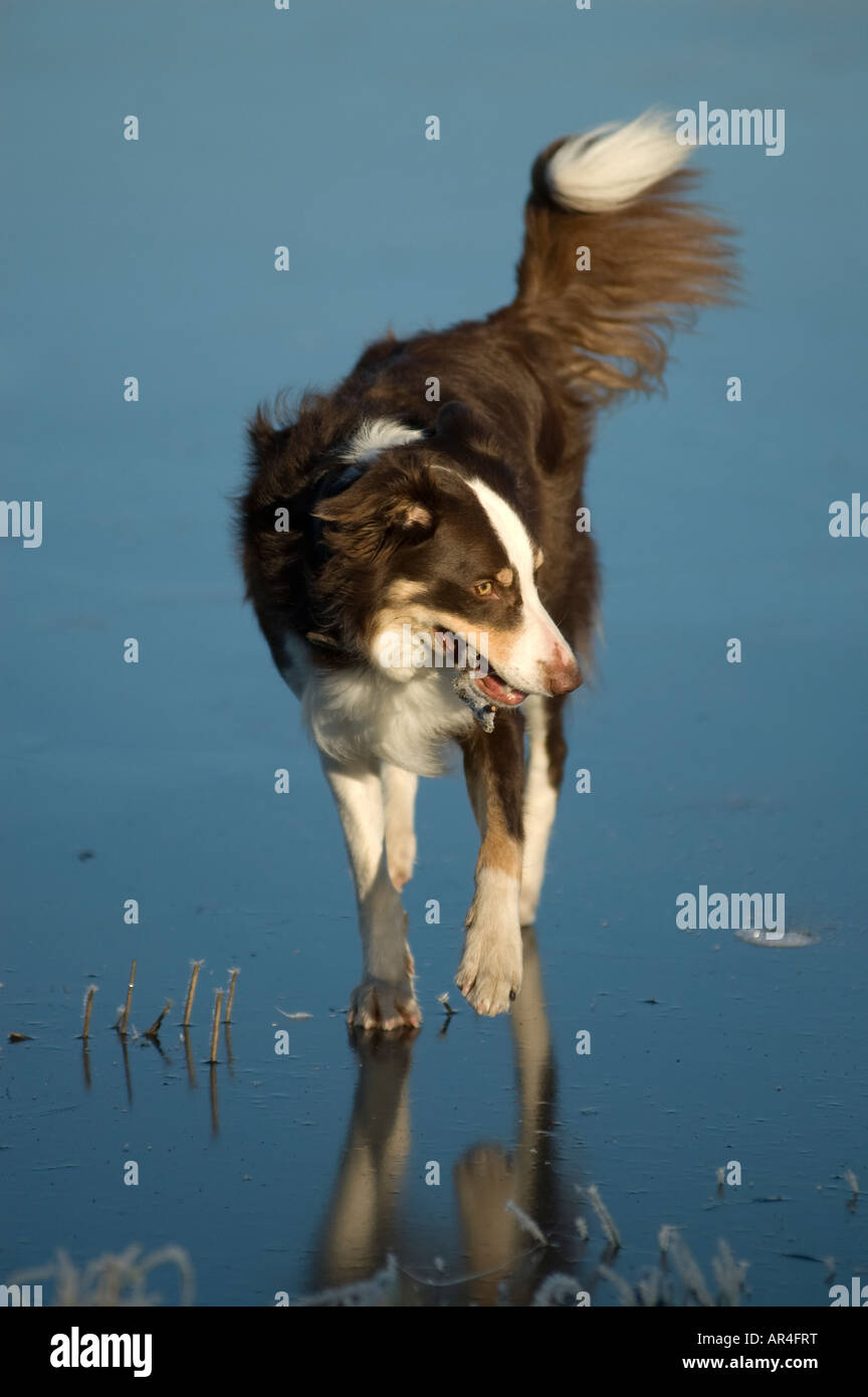 Cold sheep liver hi-res stock photography and images - Alamy