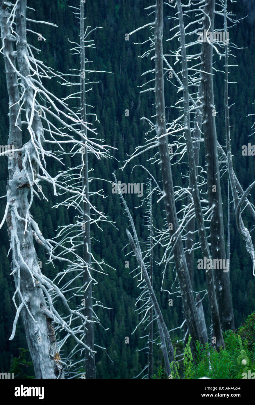 Fire-killed trees are still standing, white and skeletal, years after ...