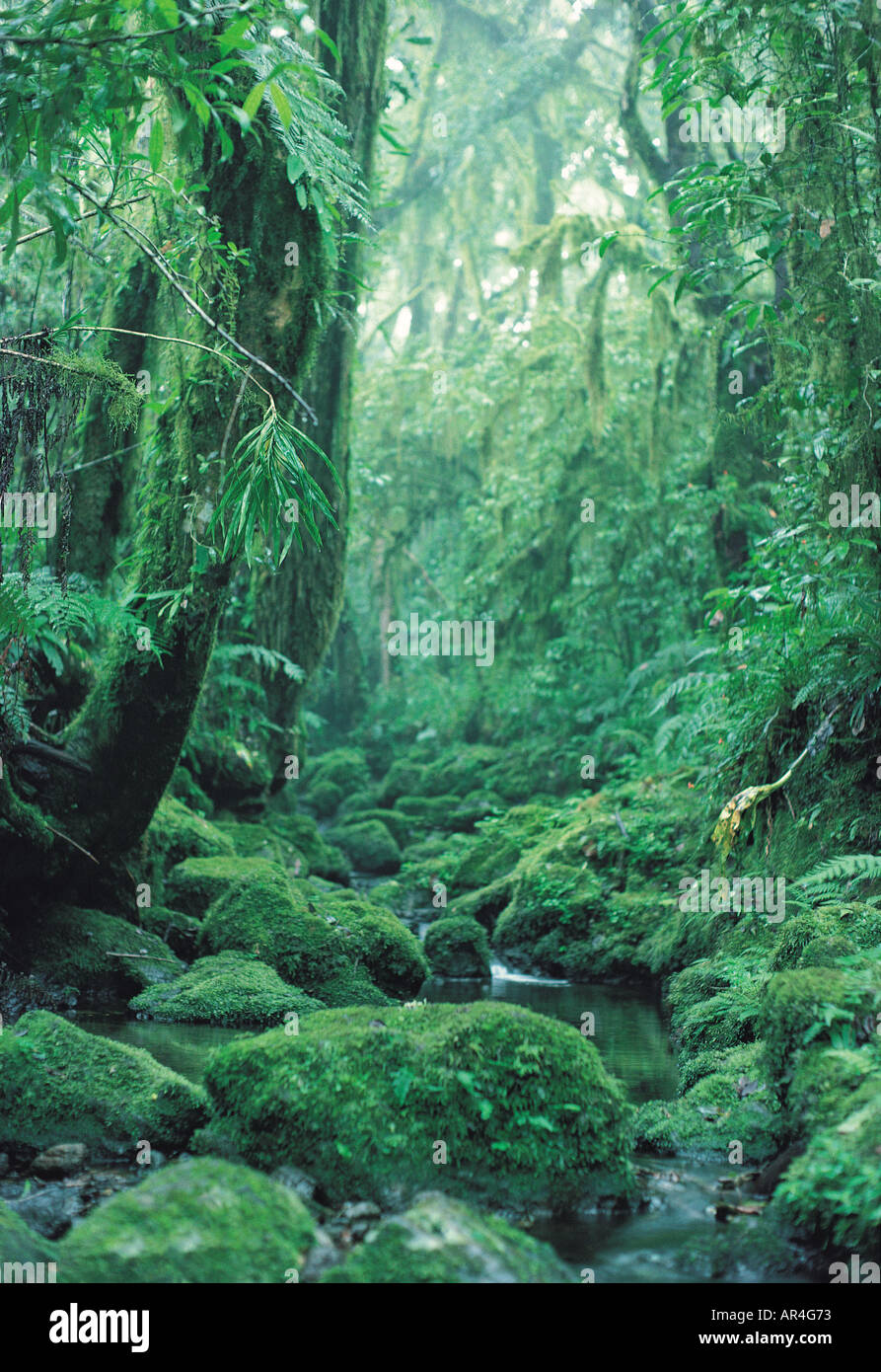 Moss Rocks Trees High Resolution Stock Photography and Images - Alamy