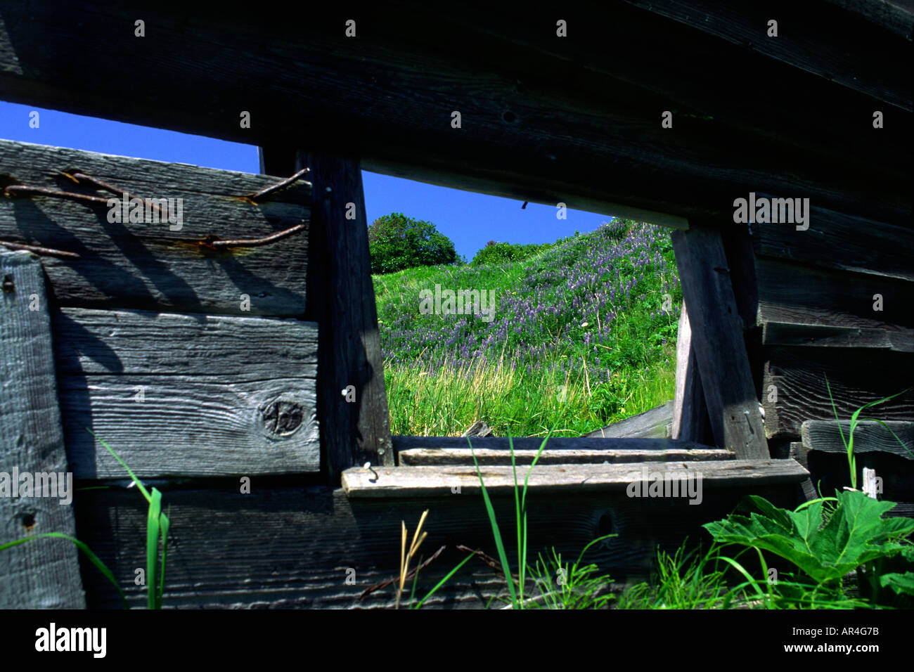 Only one wall remains of an old homestead cabin near the beach, Homer ...