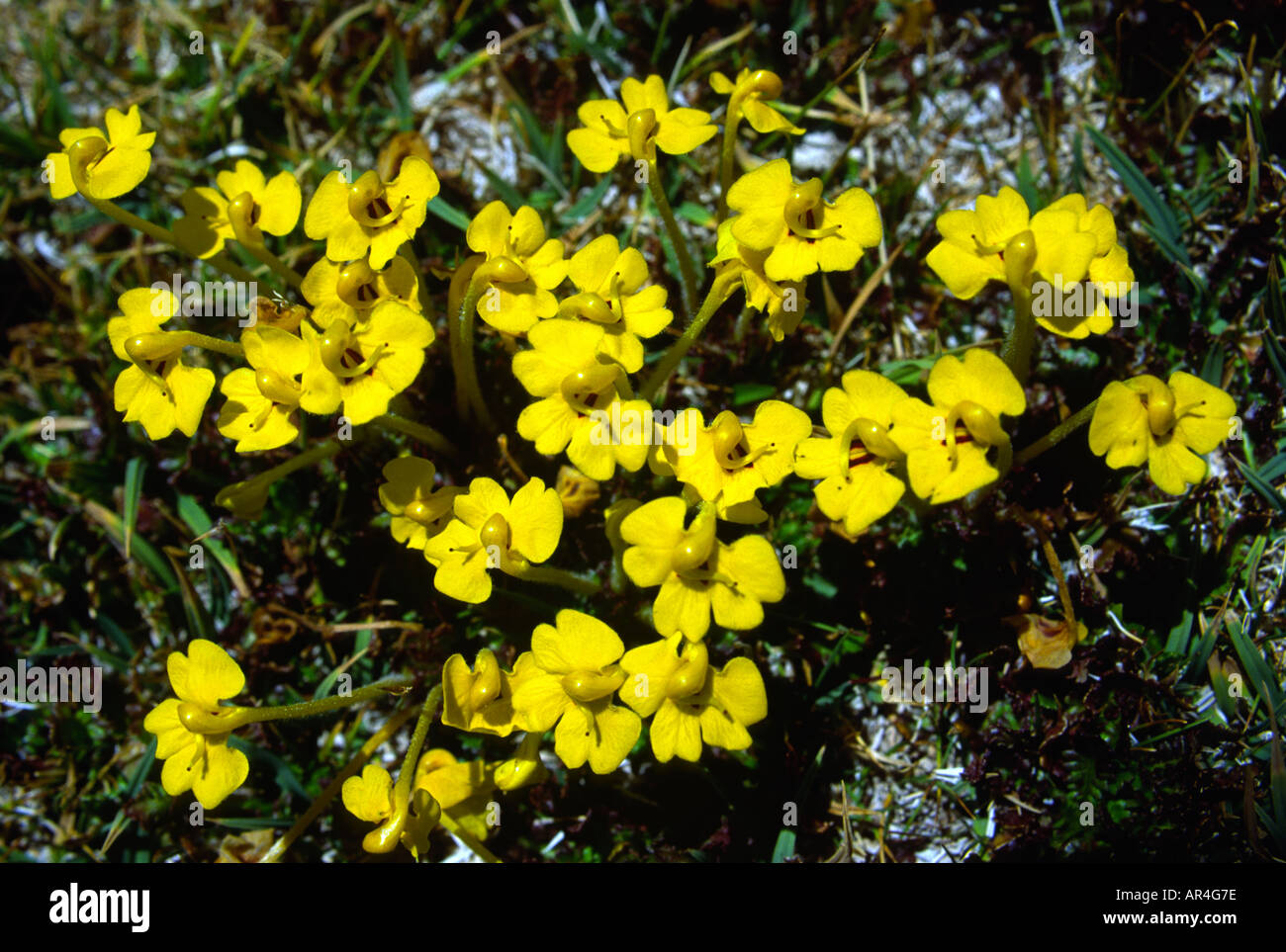 Pedicularis longiflora hi-res stock photography and images - Alamy
