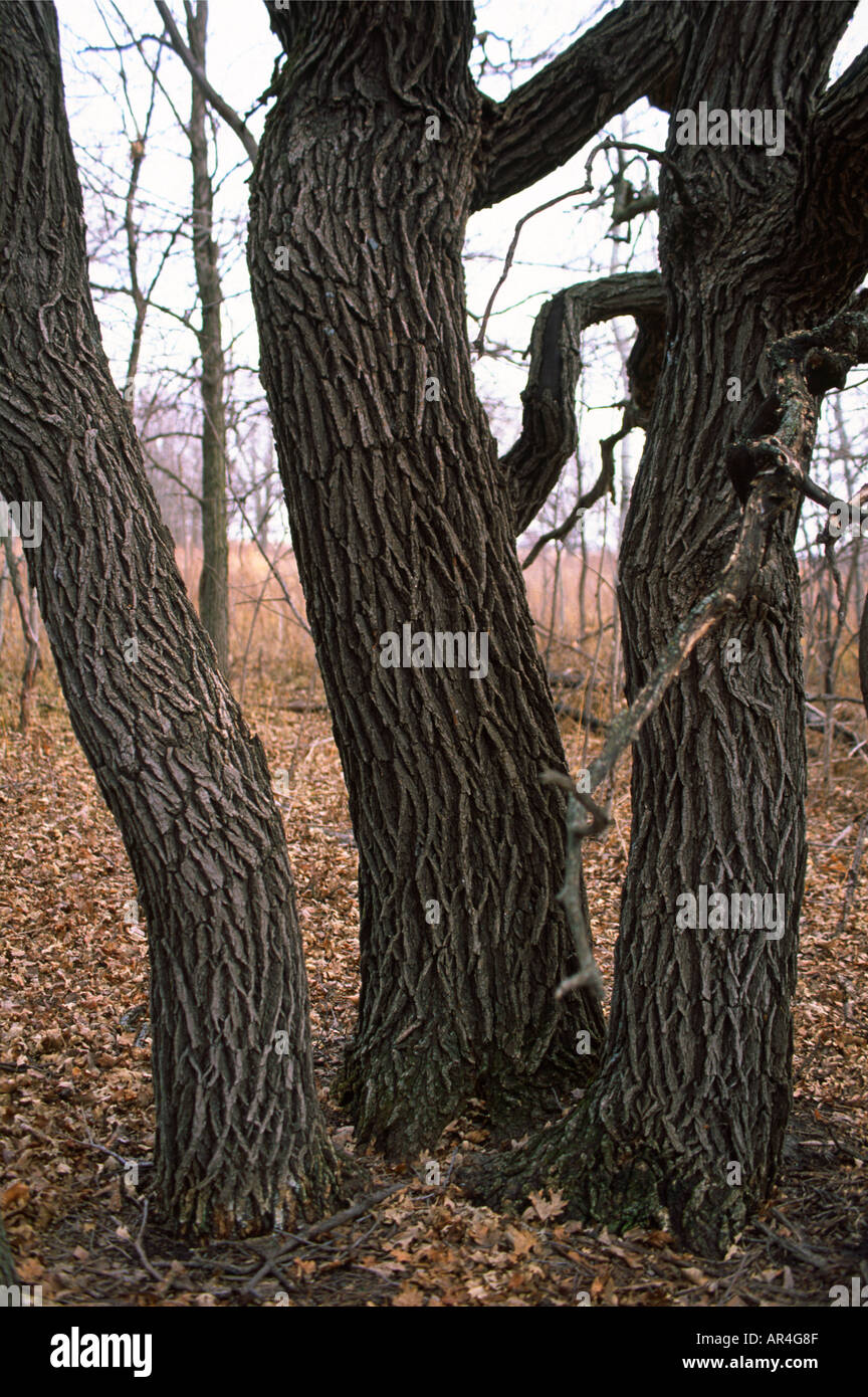 Quercus macrocarpa bur oak hi-res stock photography and images - Alamy