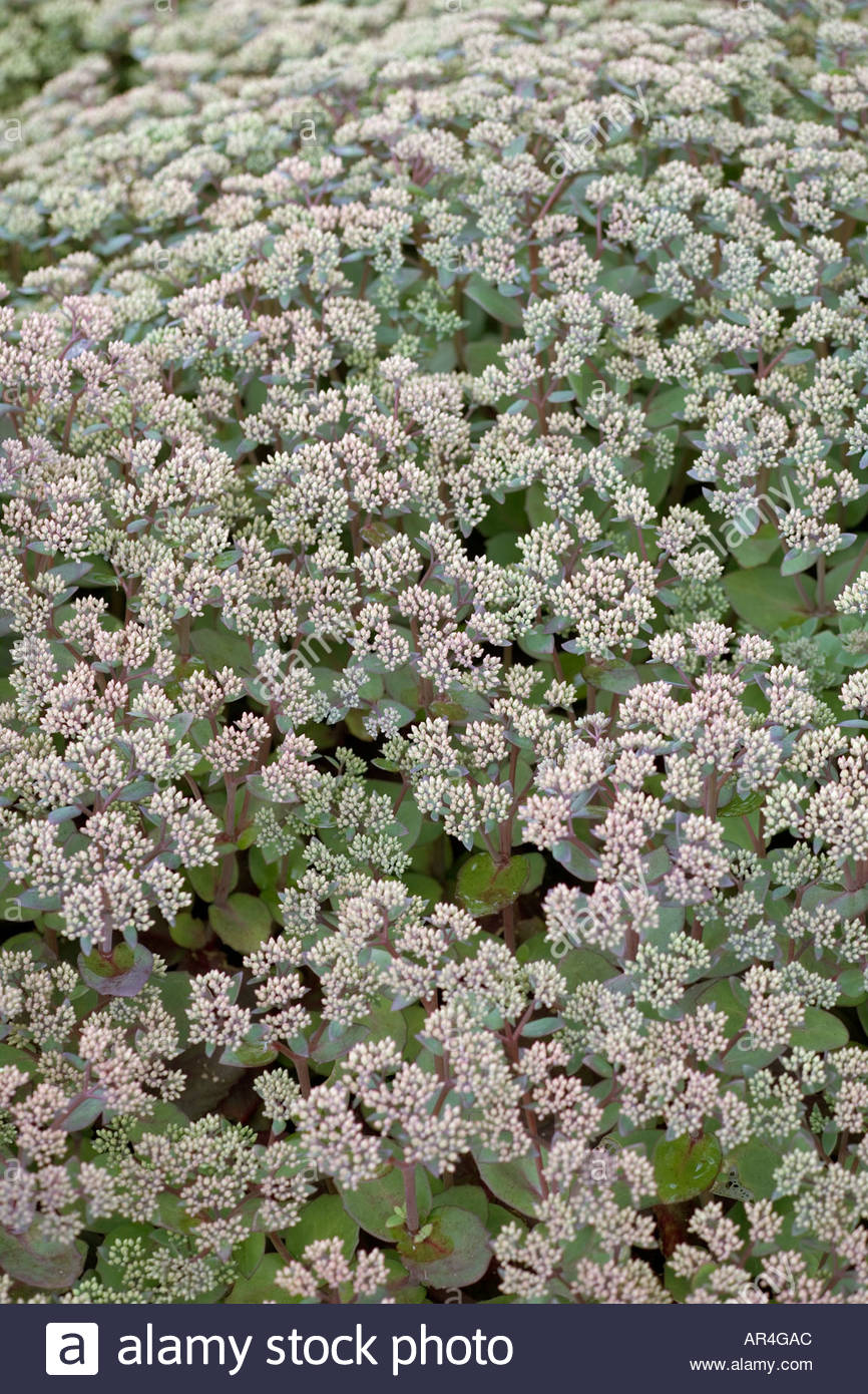 Sedum Matrona Stock Photos & Sedum Matrona Stock Images - Alamy