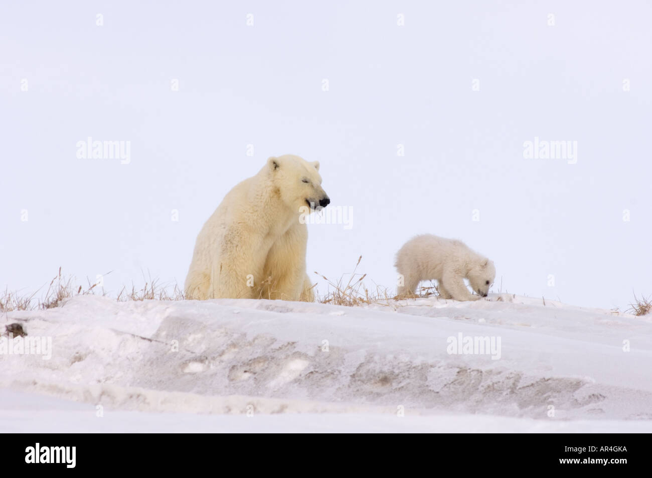 polar bear Ursus maritimus sow playing with her newborn spring cubs ...